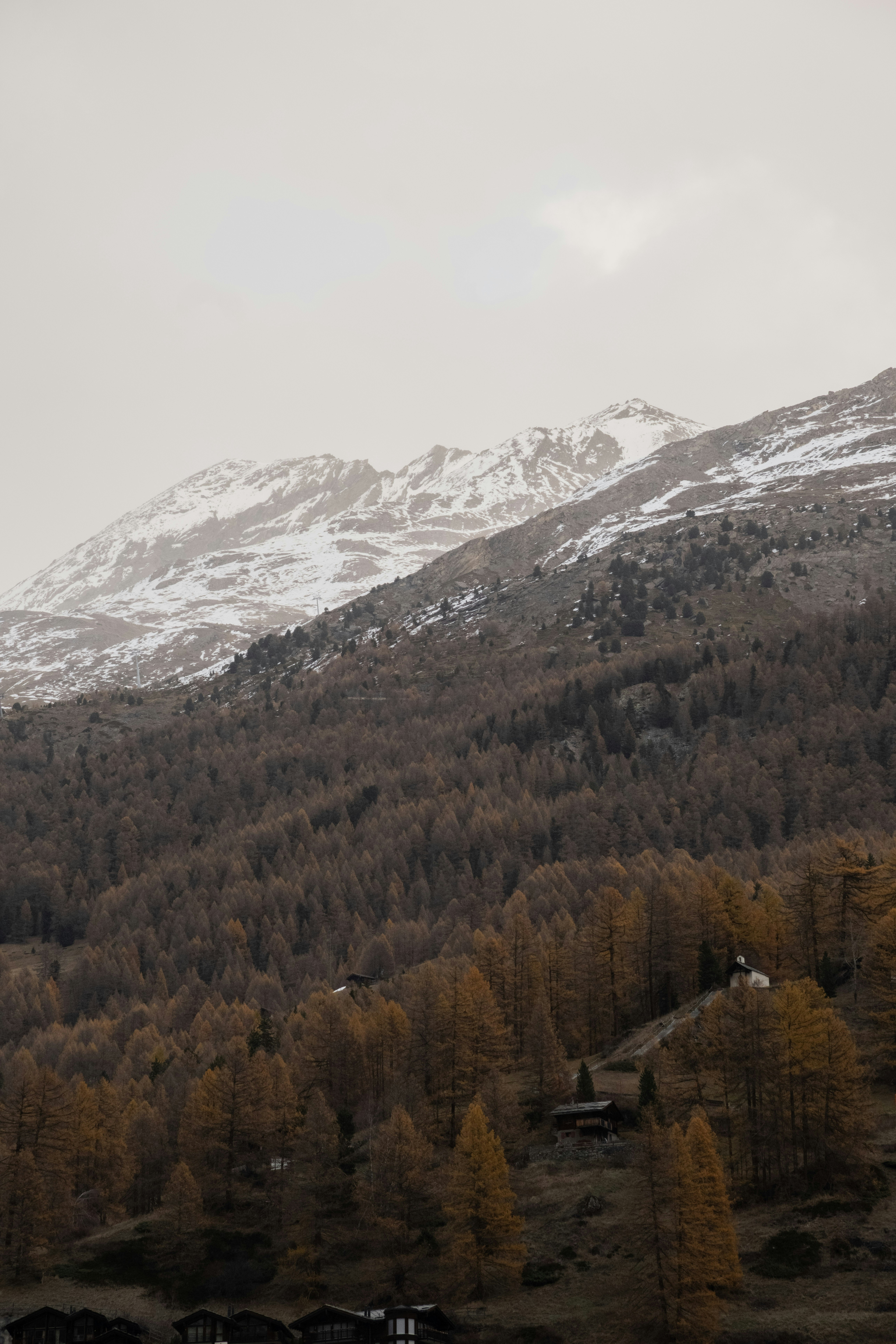 Snow-Kissed Ridge Rising Over a Golden Autumn Forest