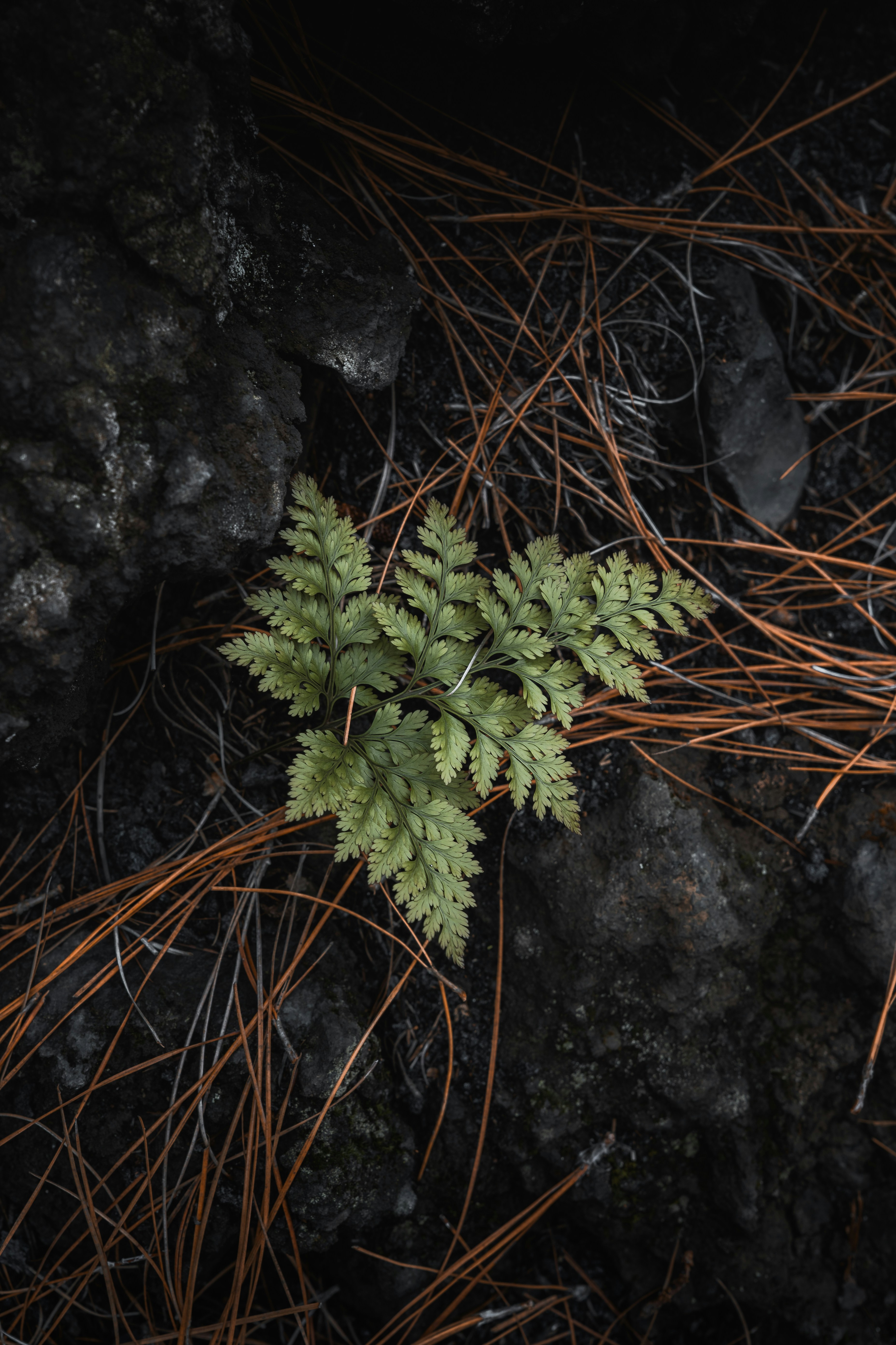 Fern Amid Lava Rocks: A Quiet Green Break in Monoxtic Ground