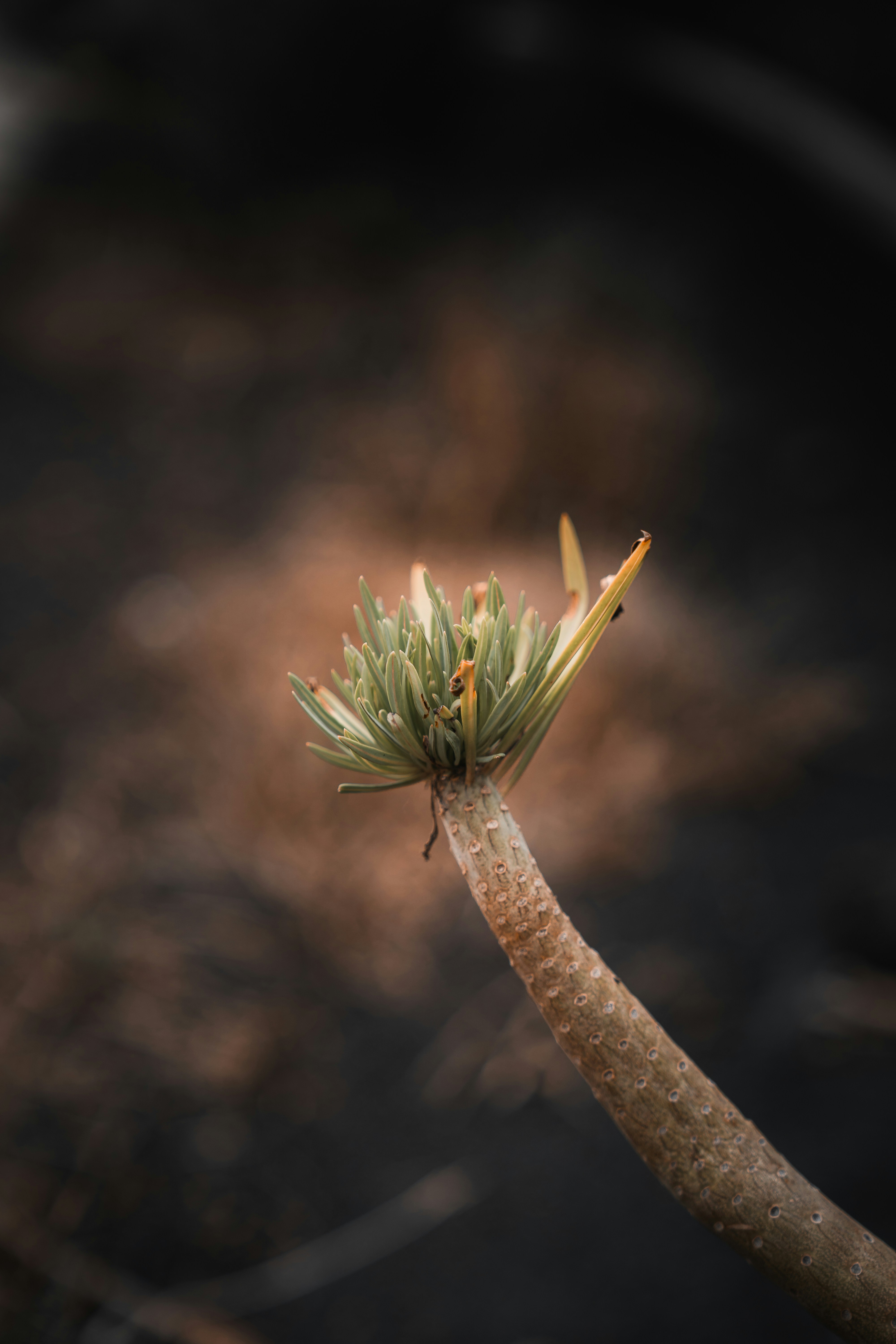 Green Crown Emerges From a Weathered Branch Against Charred Ground