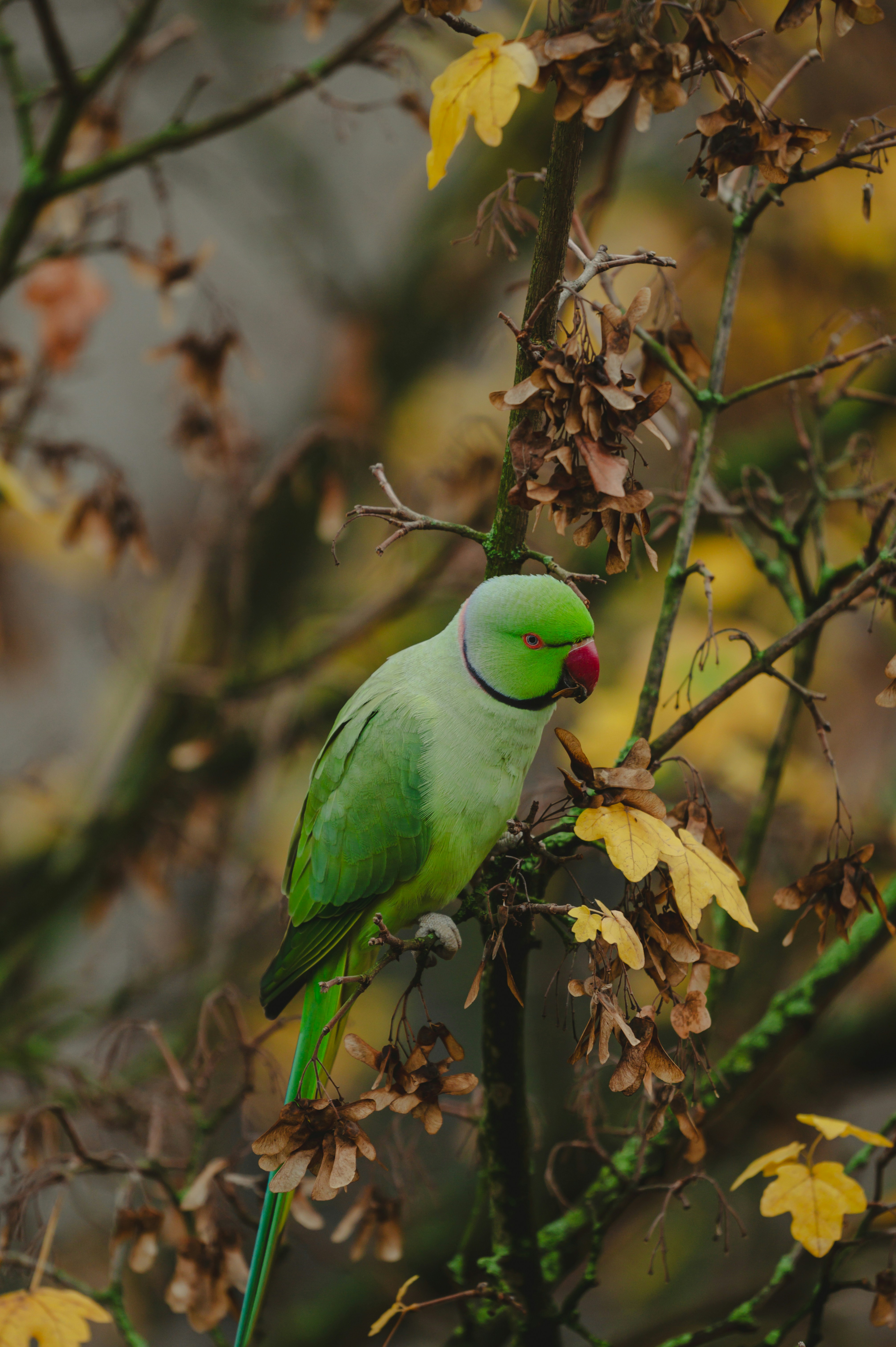 Emerald Parakeet on a Branch of Fall's Quiet Gold