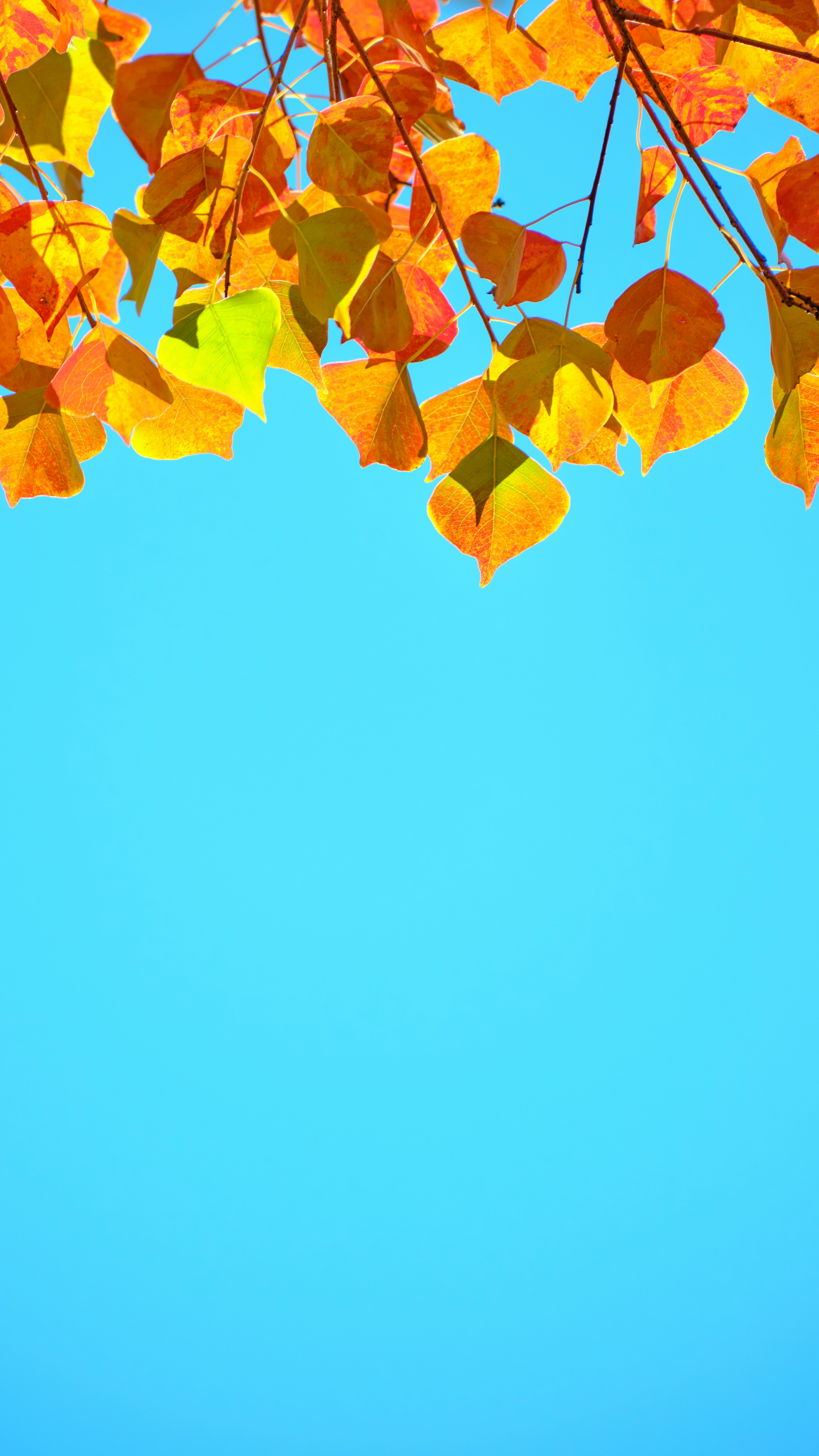 Azure Sky Crown: Golden Leaves Framing a Pristine Blue Gap