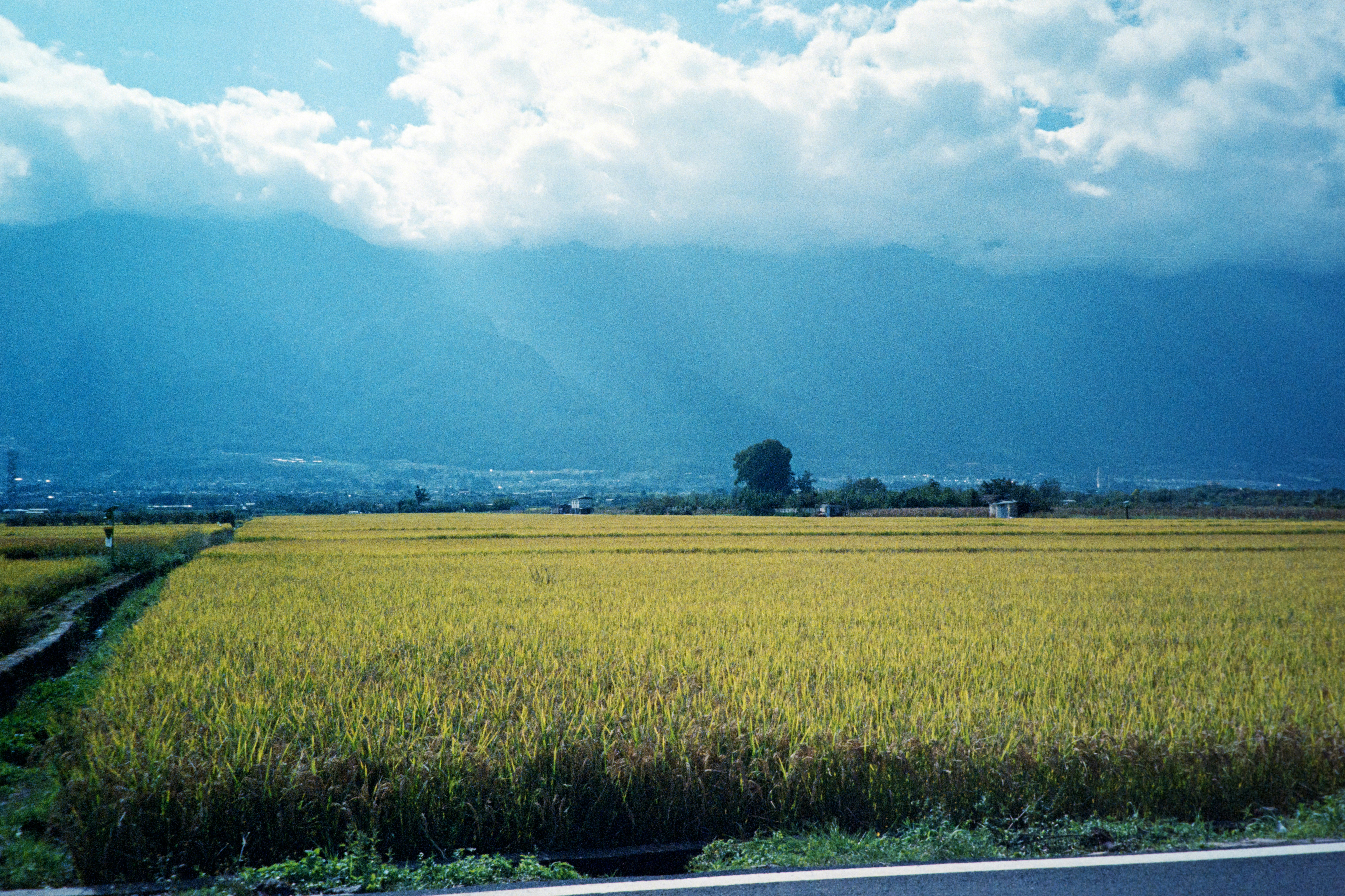 Lone Tree on a Golden Plain Beneath a Blue Mountain Horizon
