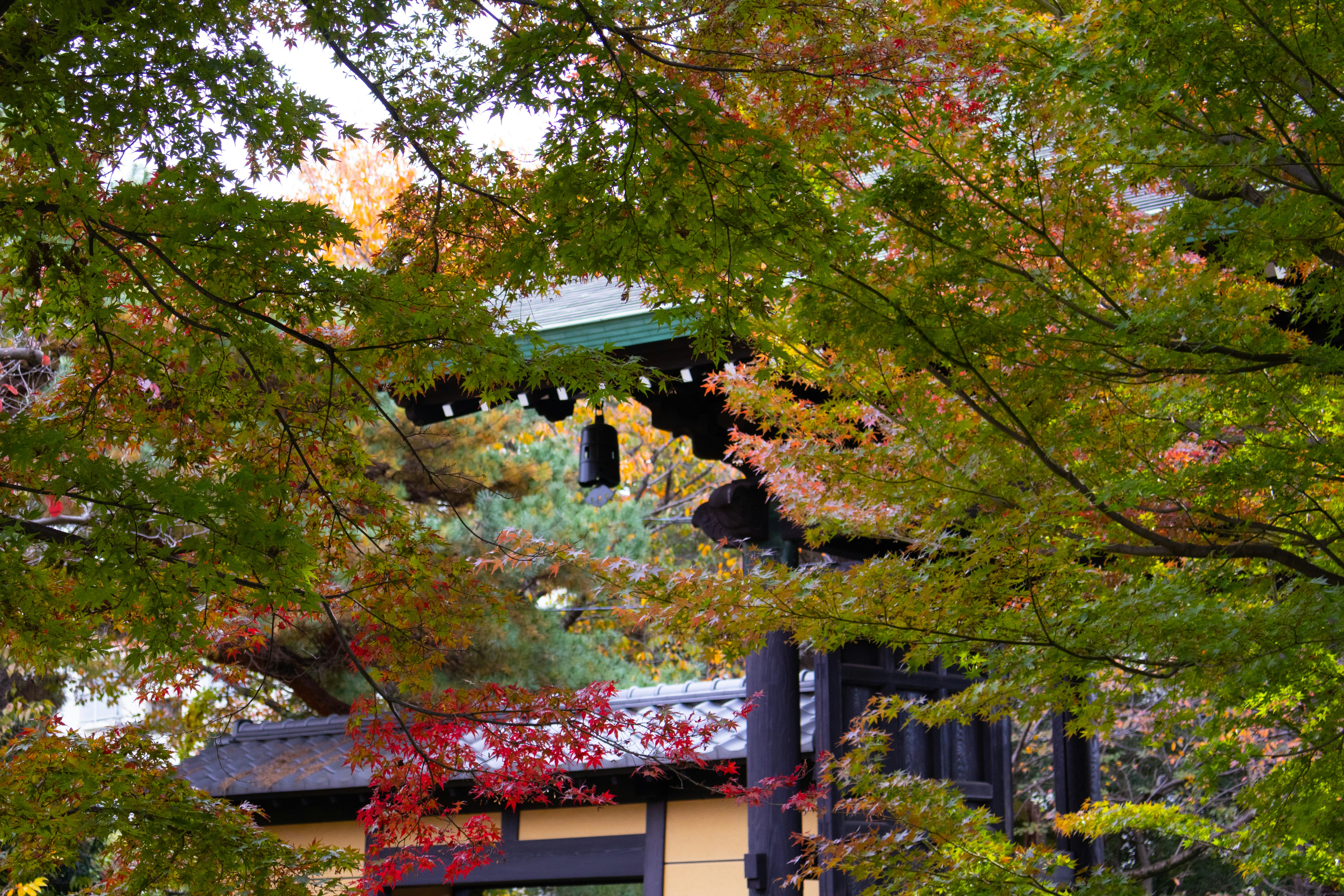 Autumn Canopy Frames a Hidden Temple Facade