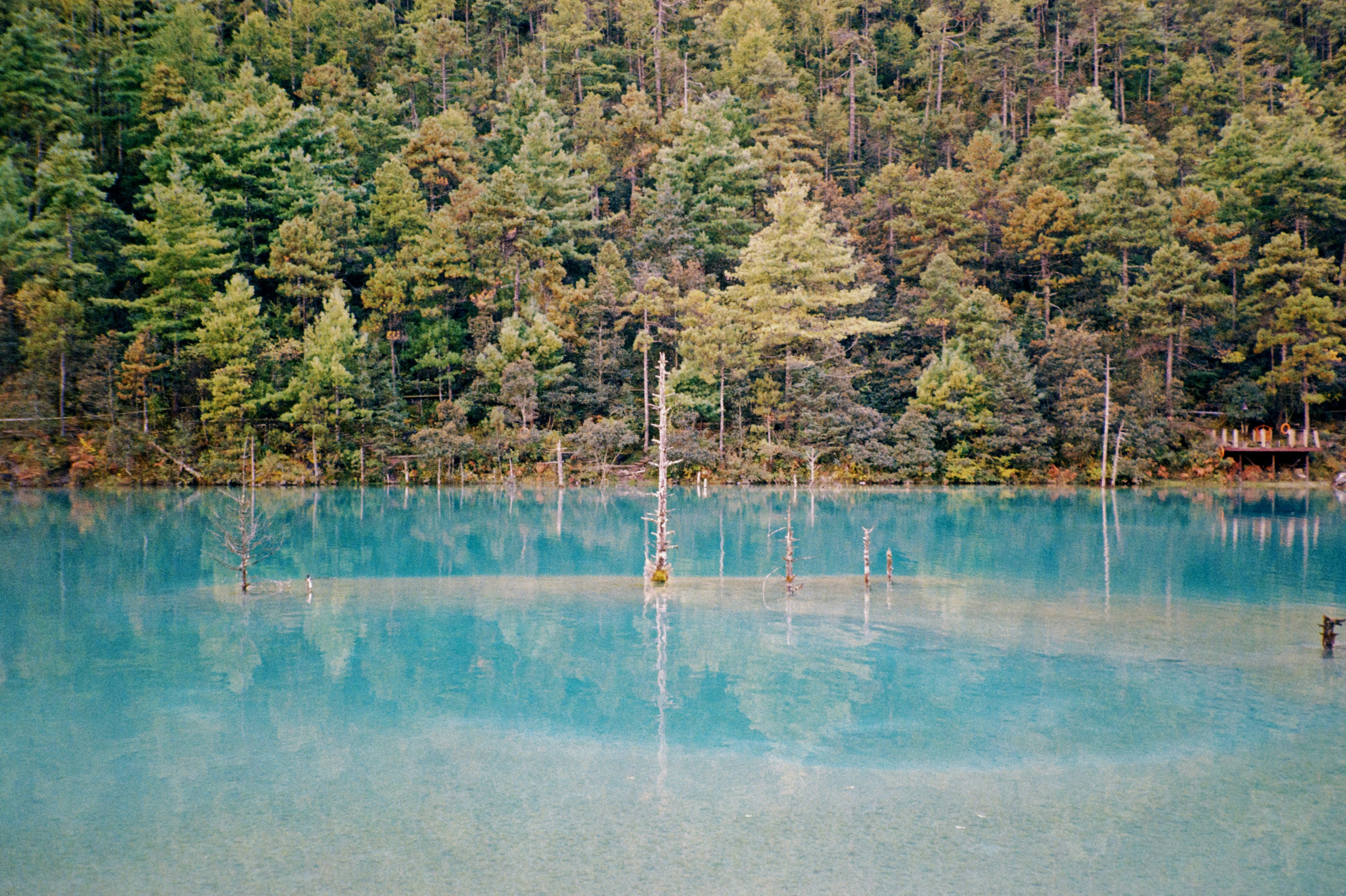 Teal Lake Tranquility: Submerged Sentinels at a Pine Shore