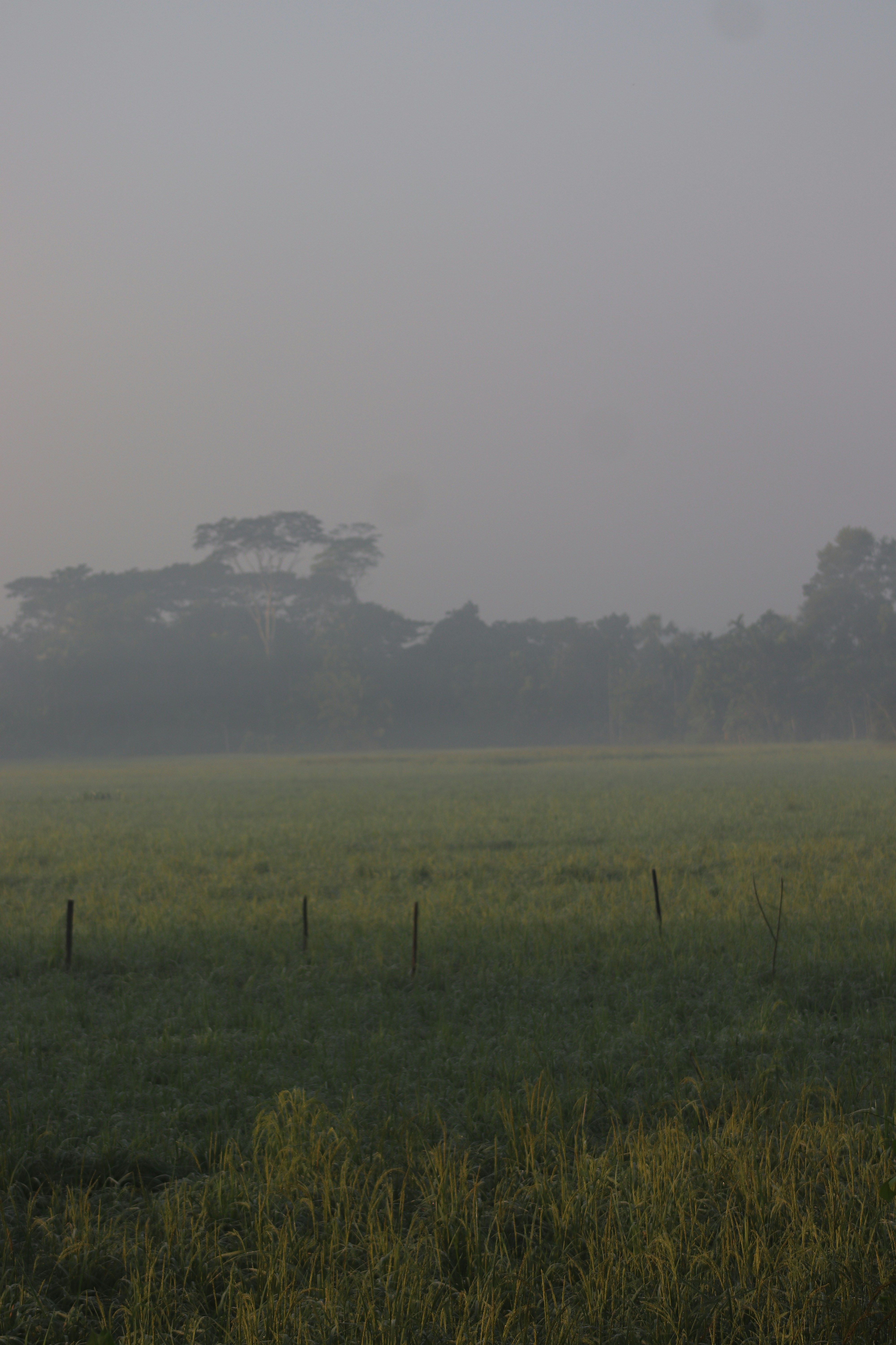 Dawn Veil over a Fence-Line Field