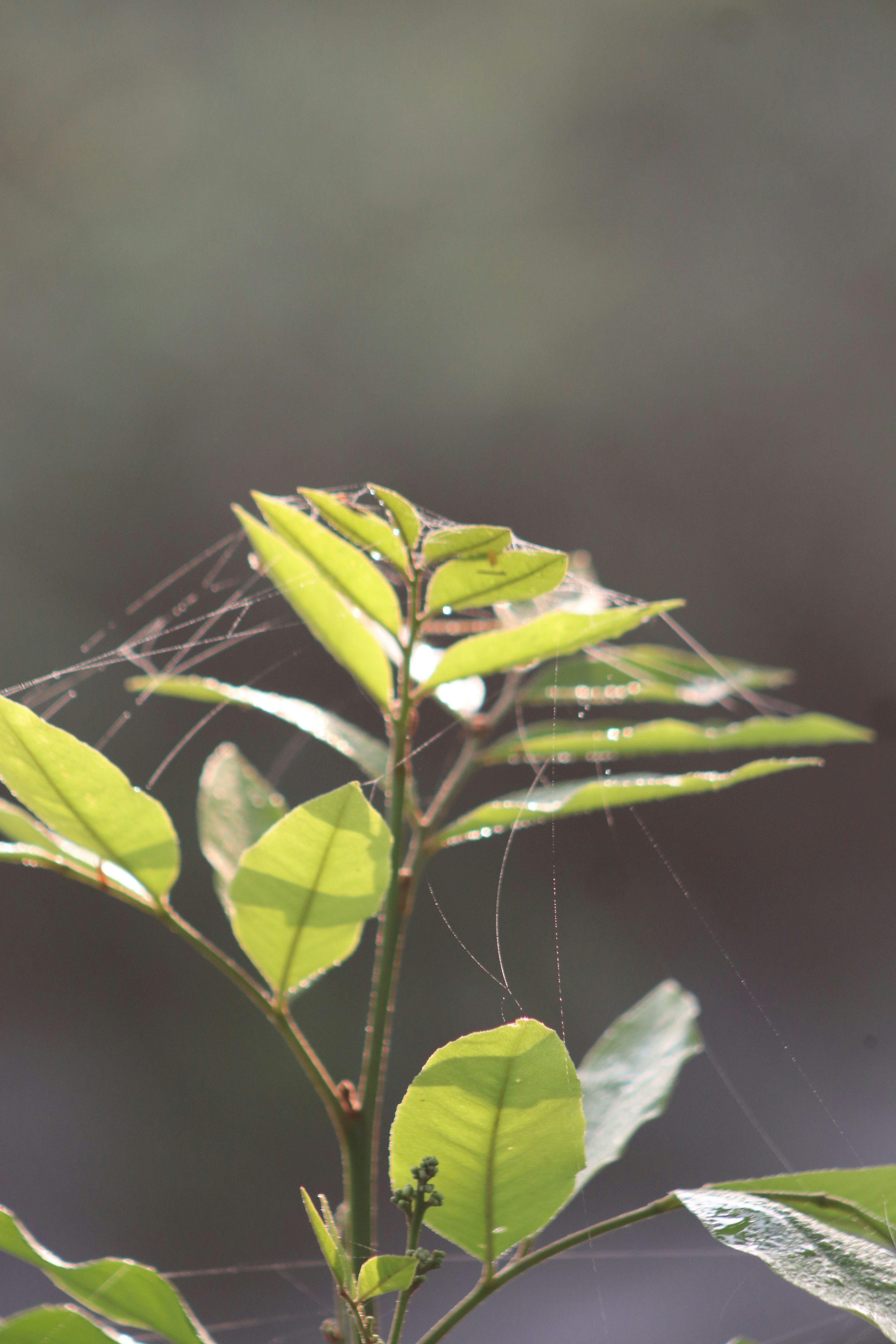 I like photography so i capture a good image. Winter session a beautiful moment for every photographer.