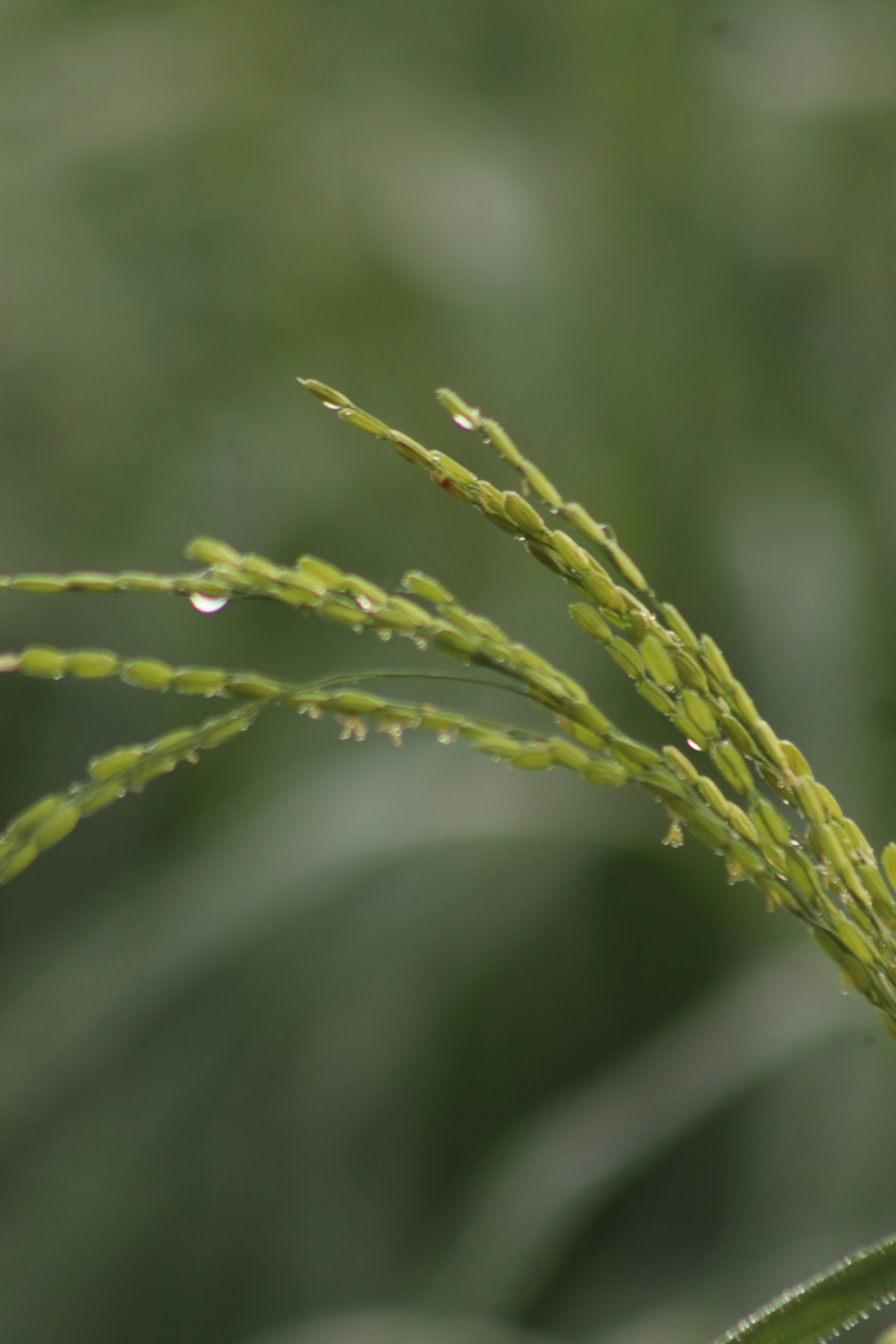 Dew-Stained Panicles: A Closeup of Rice in Quiet Morning Light