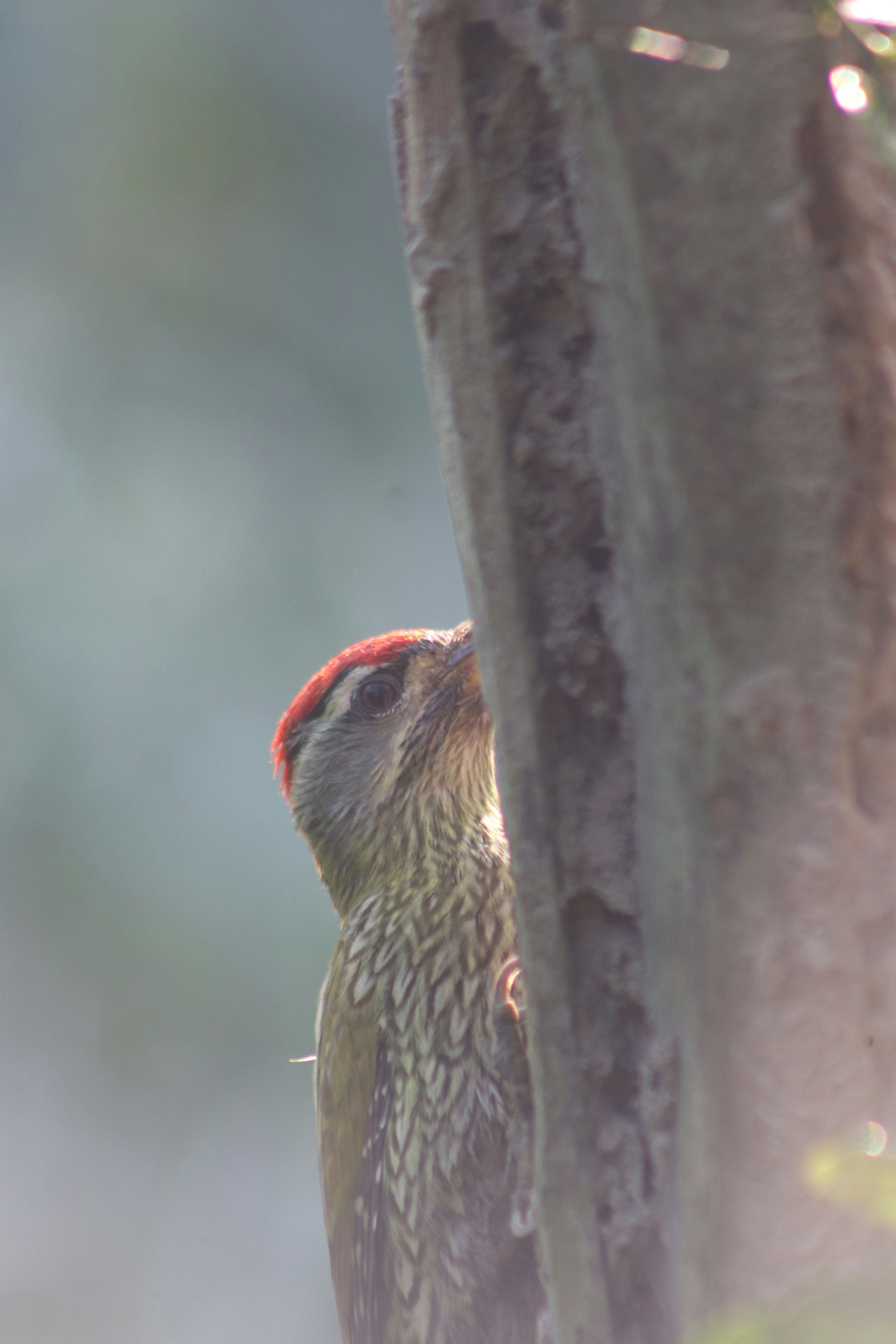 The Quiet Peek: Red-Capped Woodpecker Peeks Around a Tree