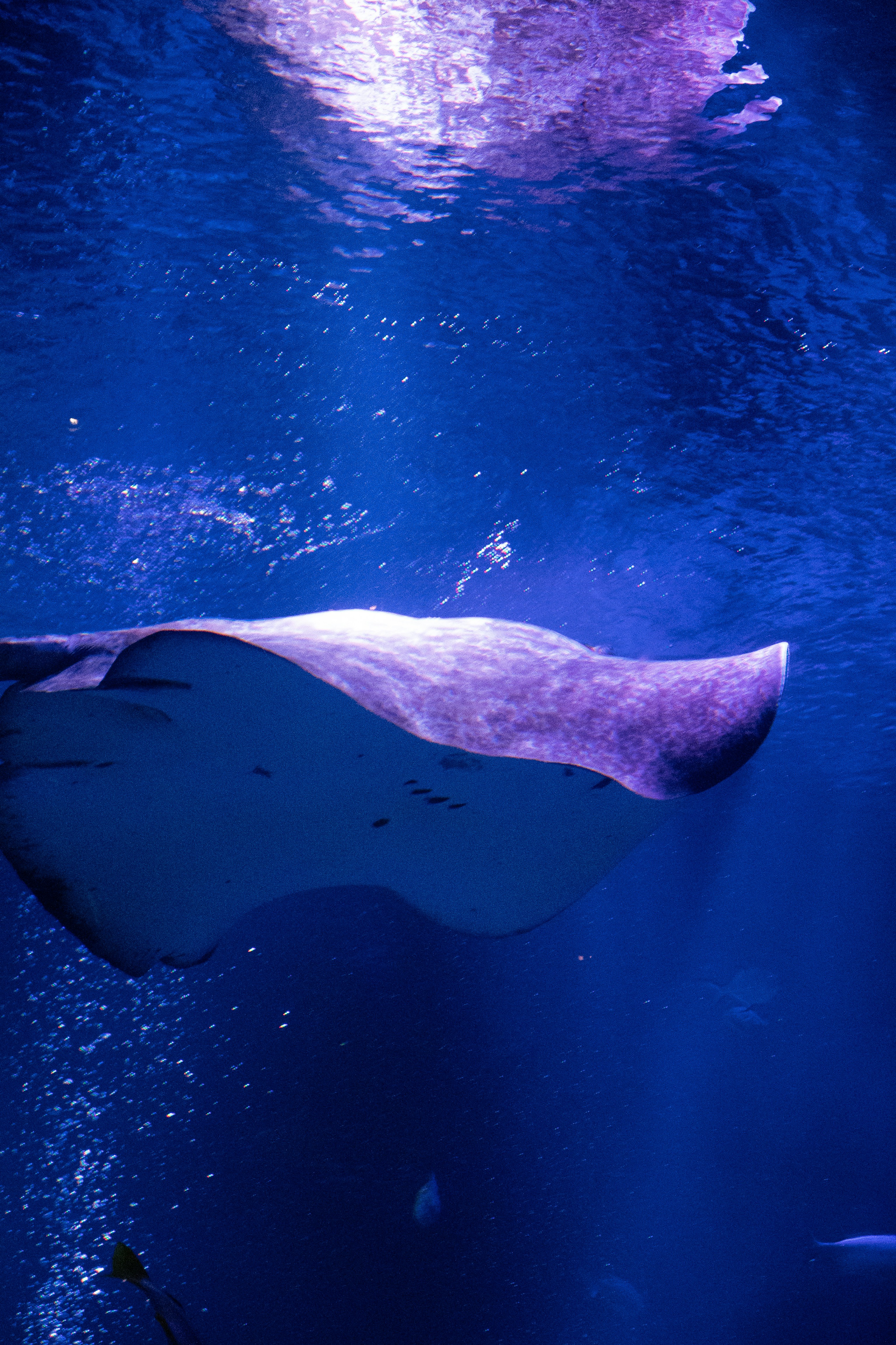 Indigo Glide: A Manta Ray Navigating the Deep Ocean's Velvet Light