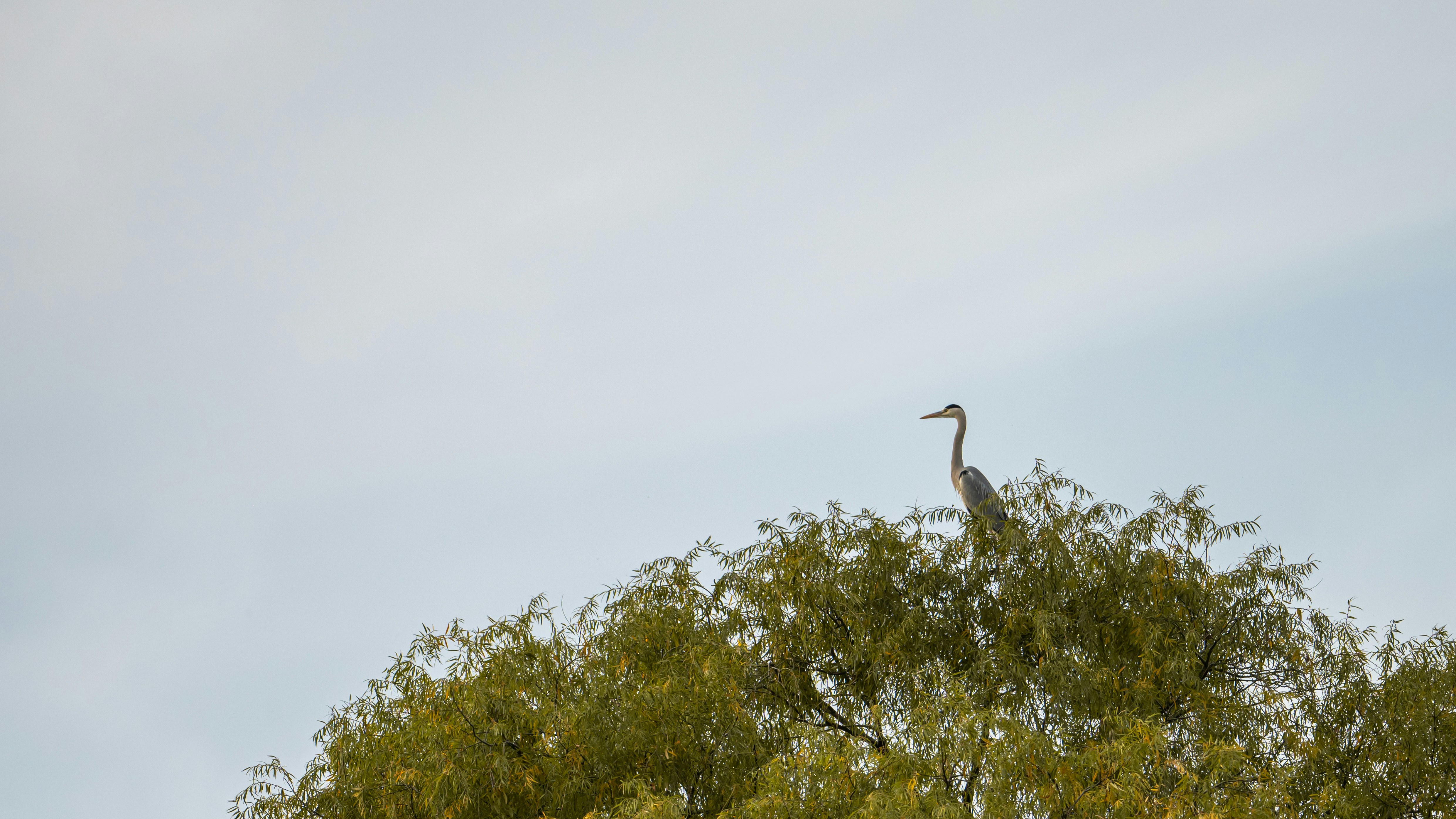 The white egret resting at the top of the tree