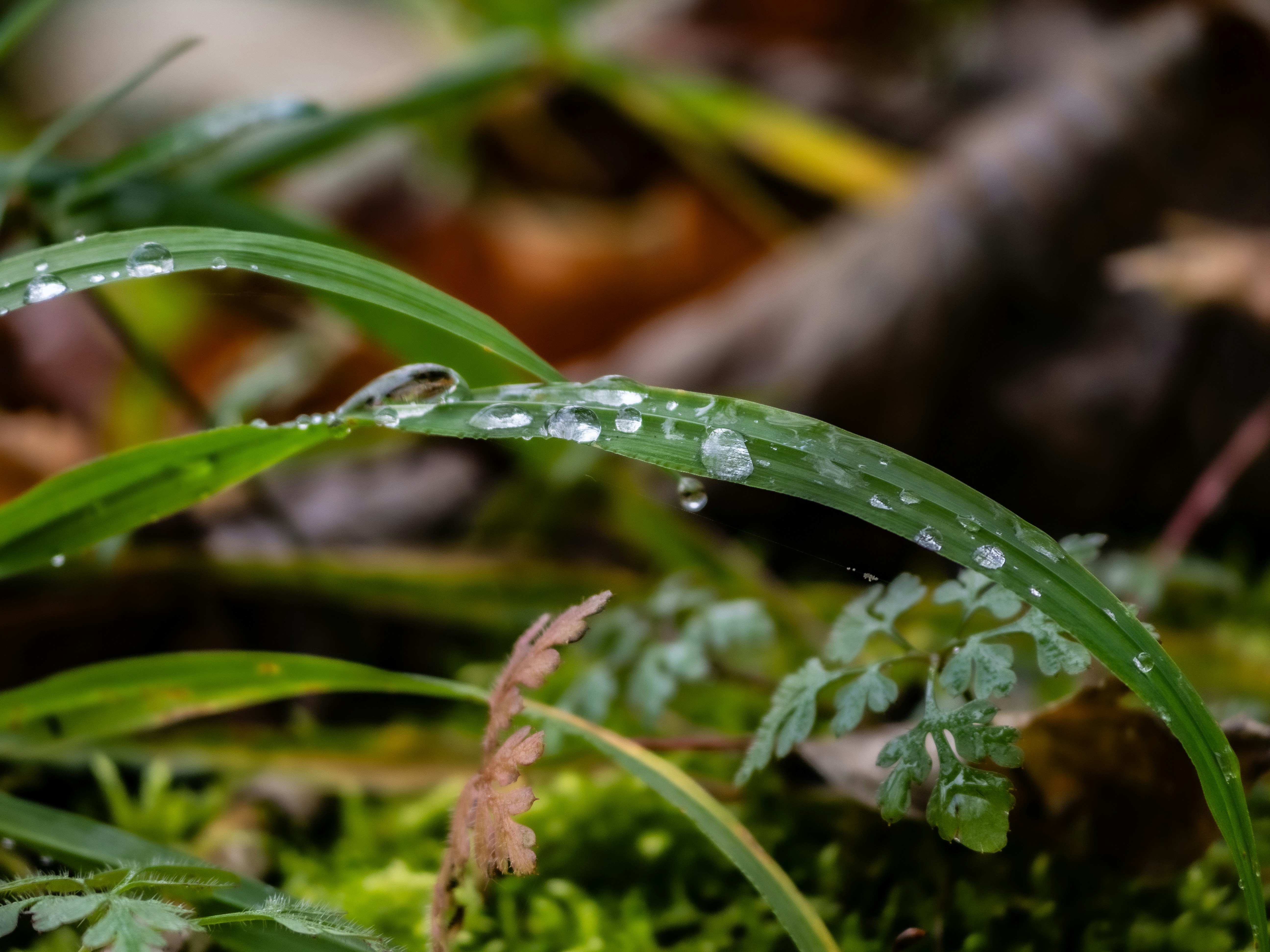 Photo by Diego Romeo with OM System OM-1