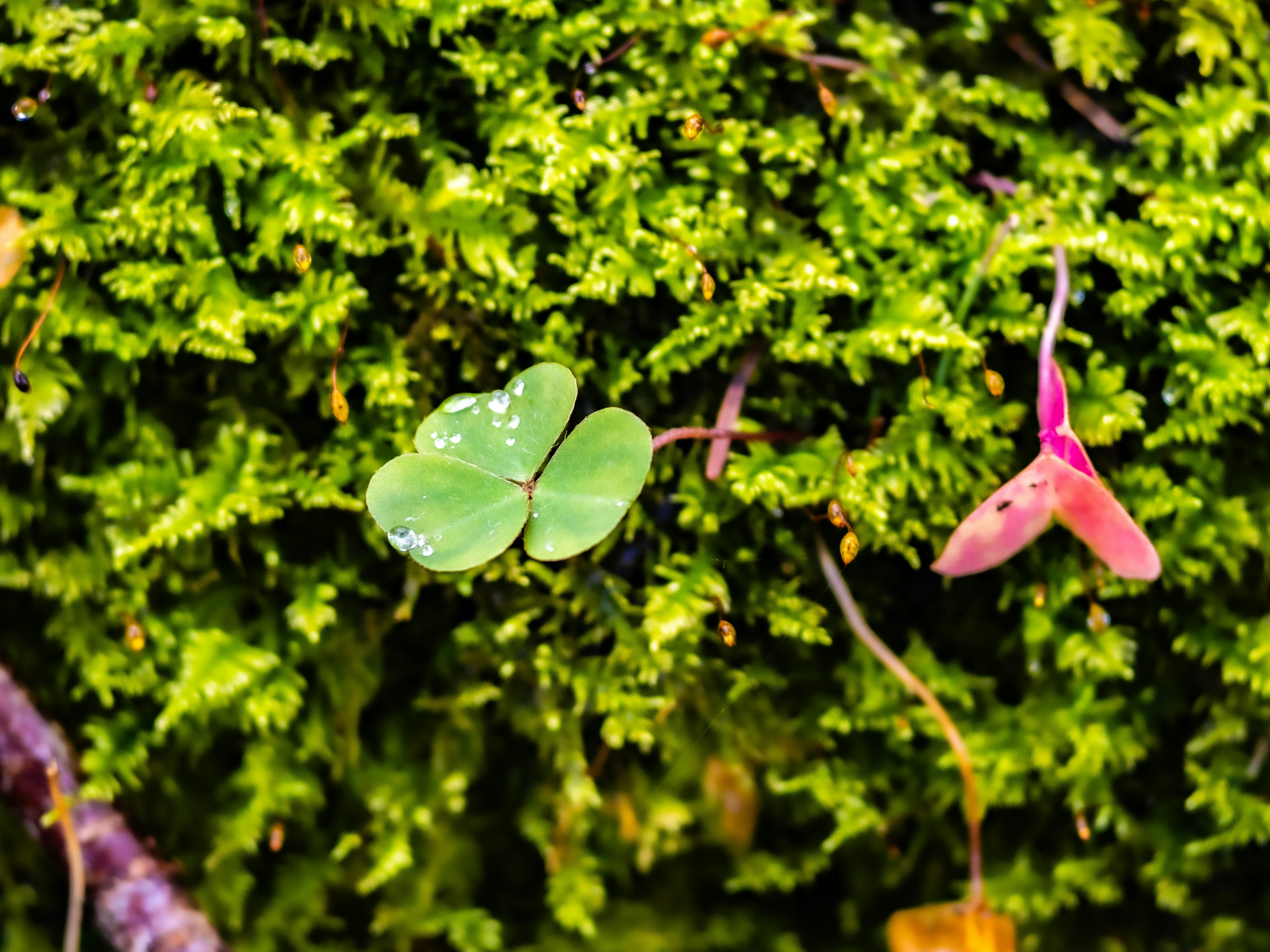 Three-Leaf Clovers on Velvet Moss with a Pink Petal