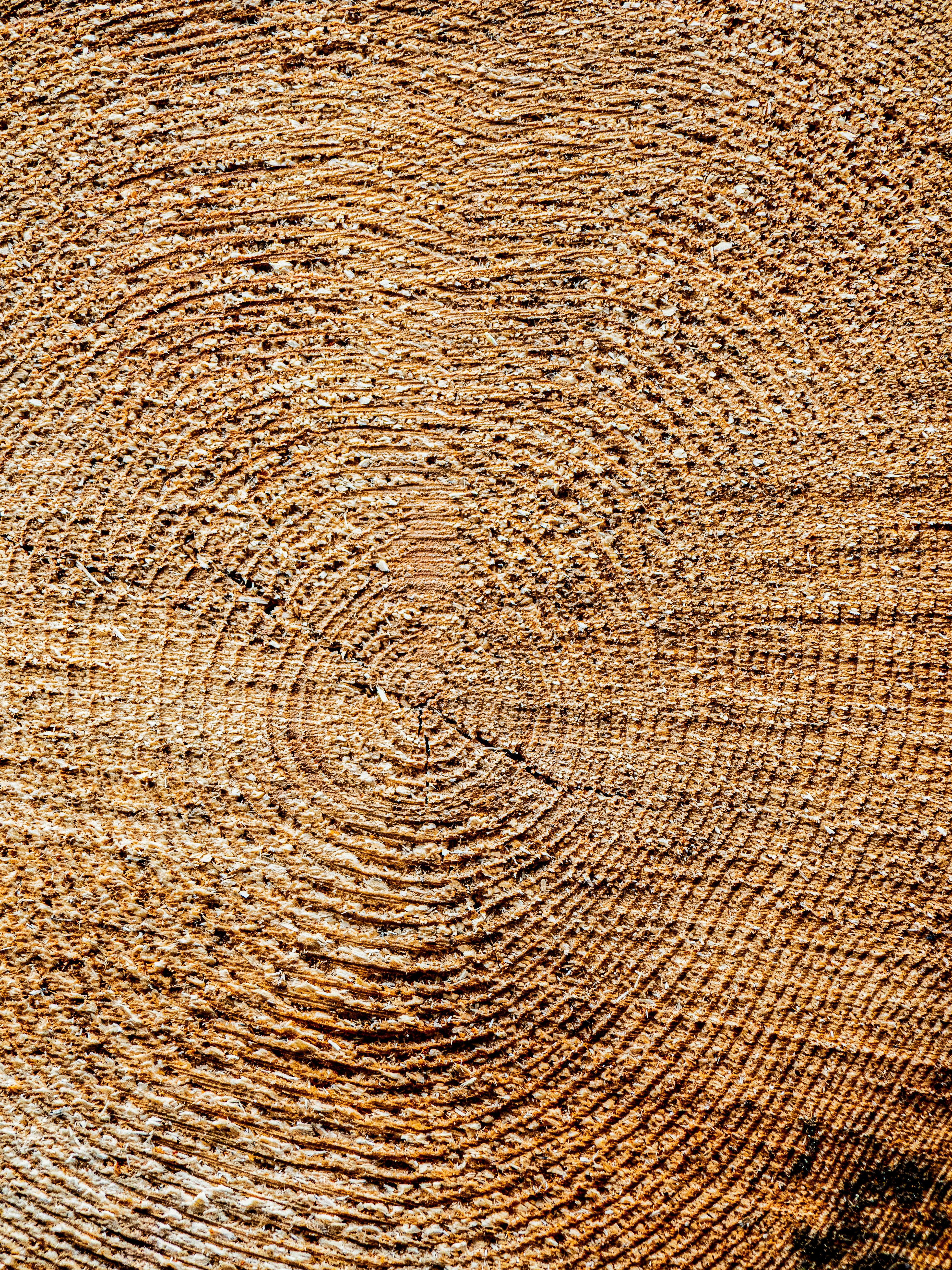 Concentric Timekeeper: Close-Up of a Log's Growth Rings