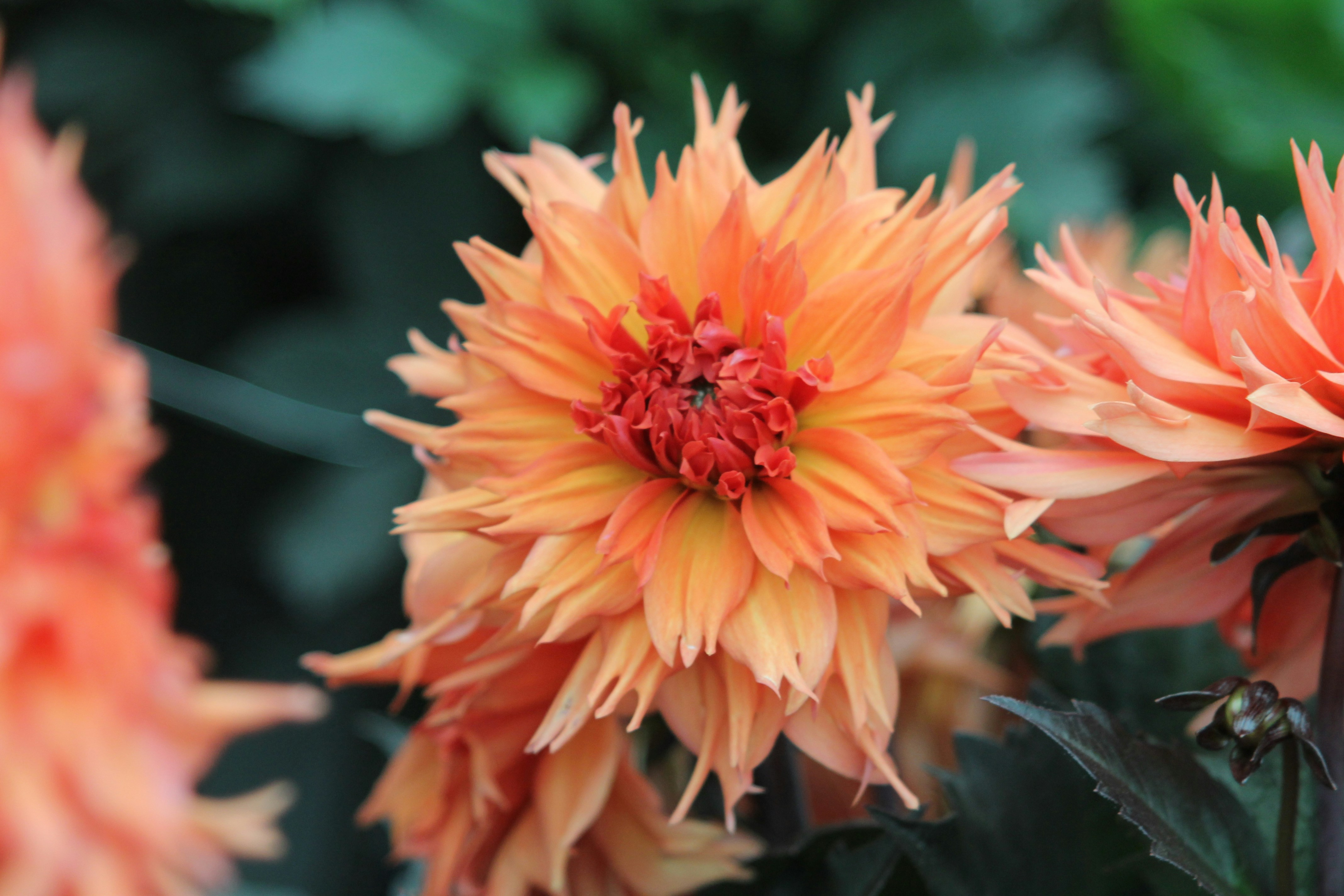 Photo by Brian Cockley with Canon EOS 1100D