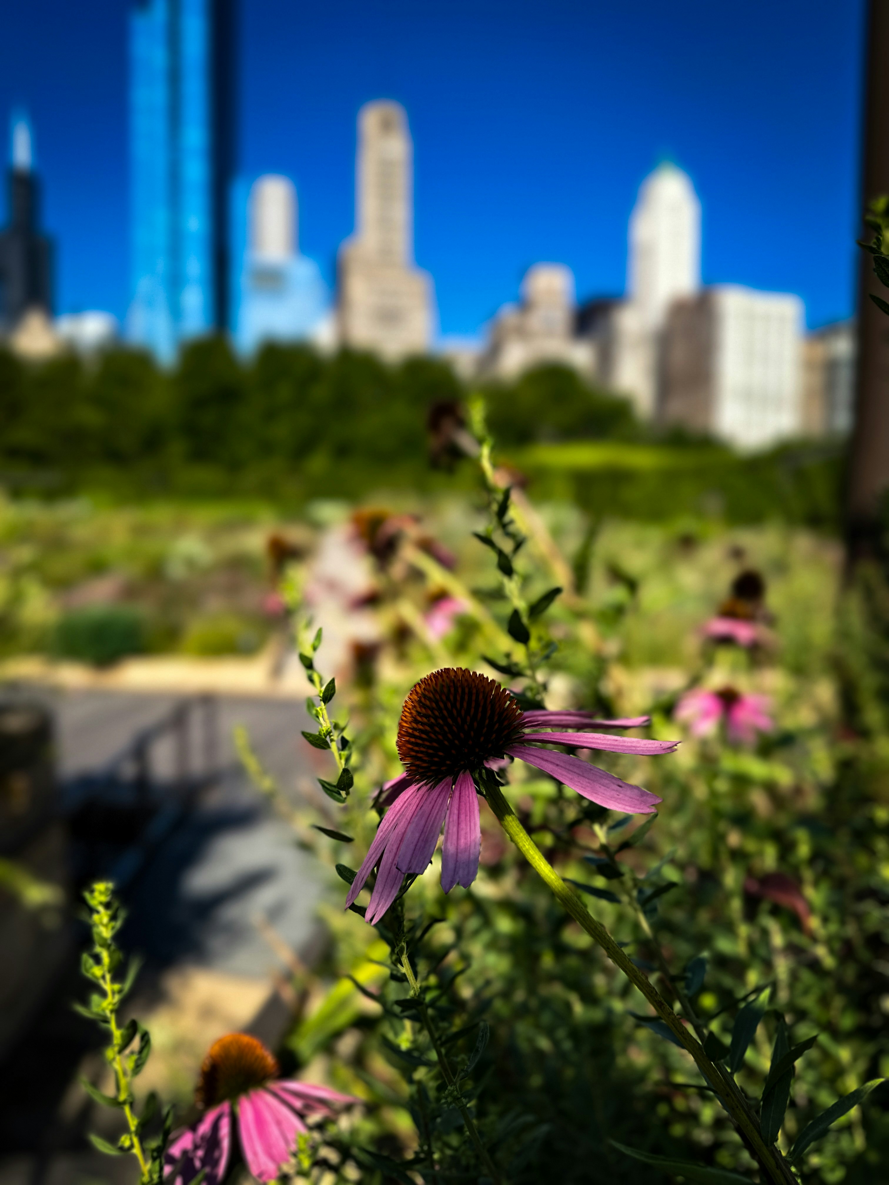 City Garden Bloom: Coneflower in Focus Amid Skyline Blur