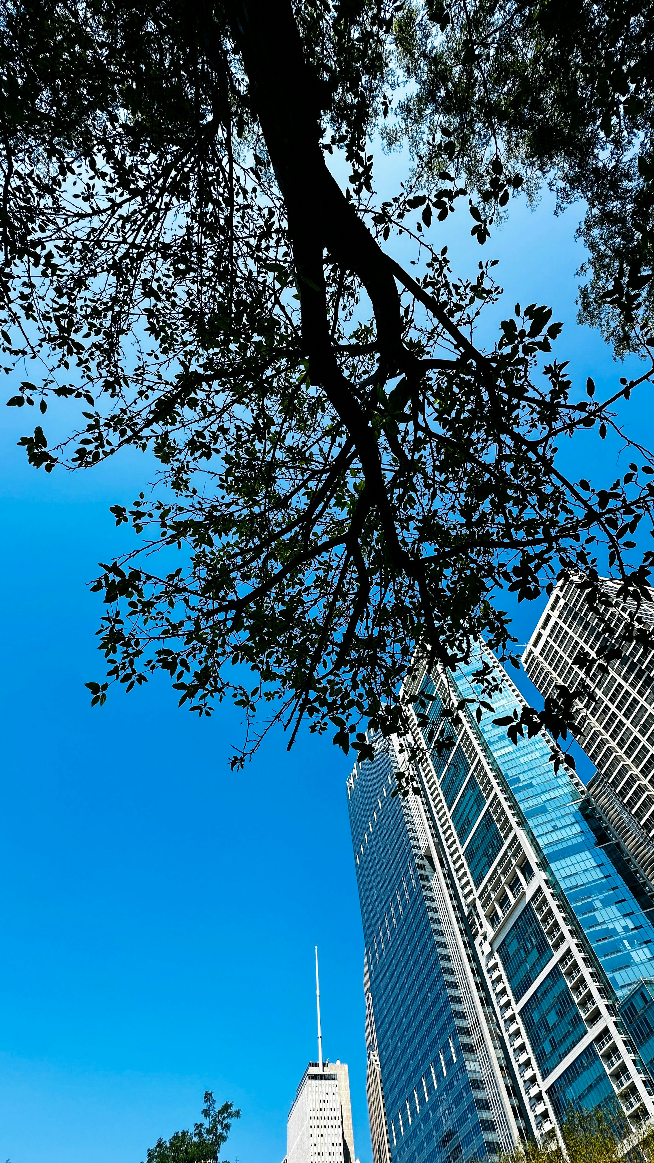 Skyward Geometry: Tree Canopy Framing a Glass Skyscraper