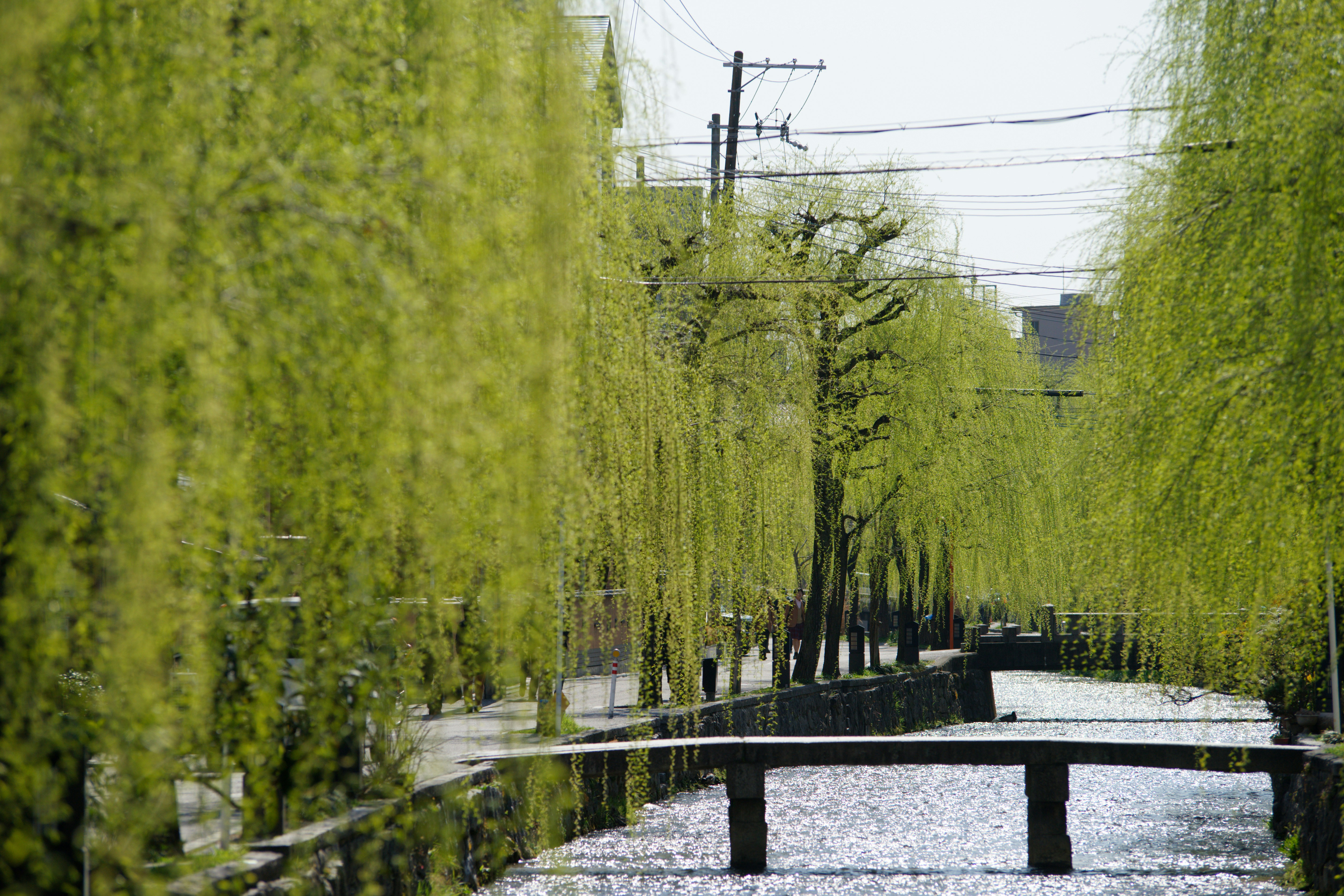 Willow trees line a canal with a small bridge. photo – Free Spring ...