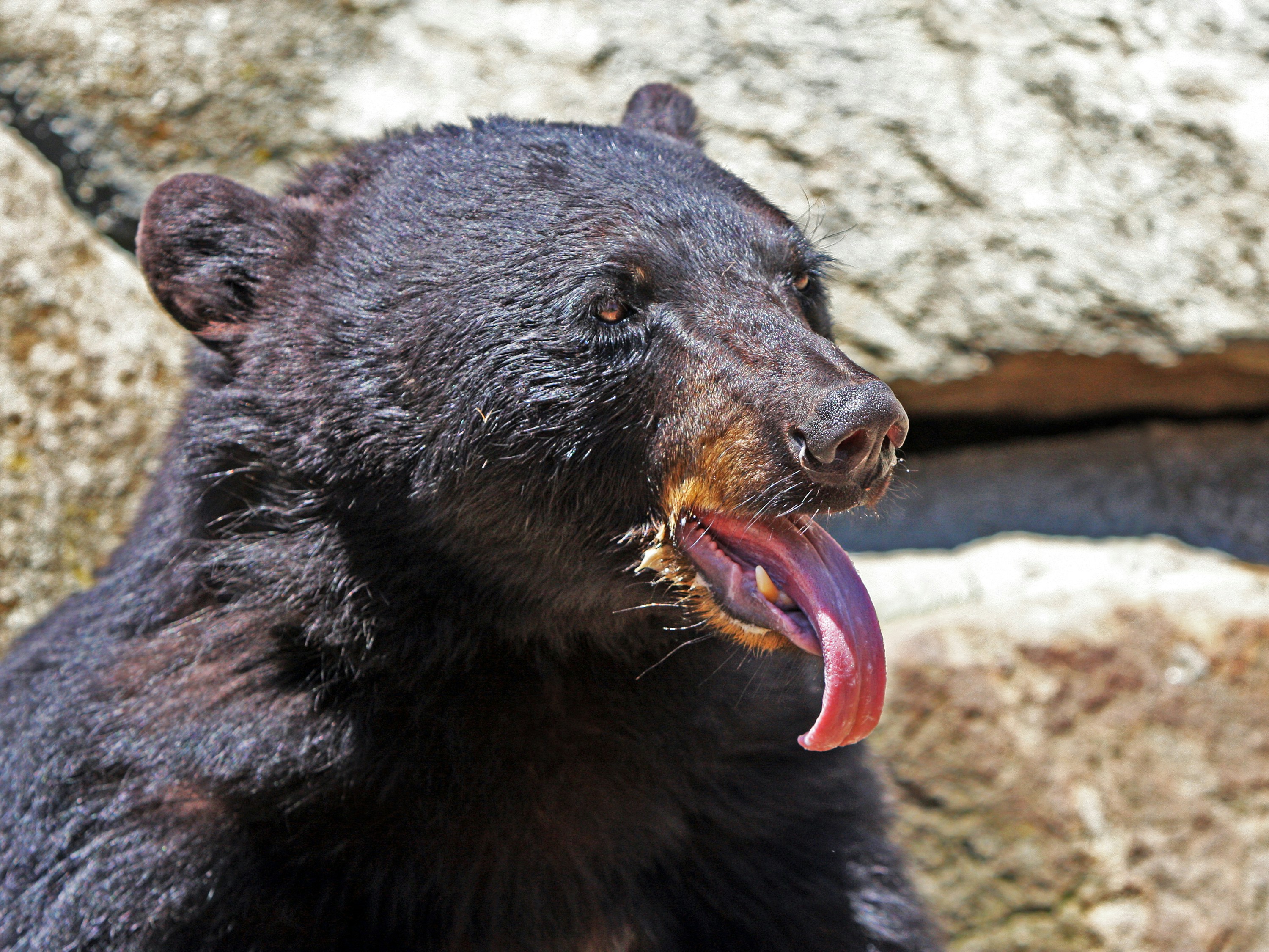 Tongue Out, Fur in Focus: A Close-Up of a Black Bear on Rugged Rock