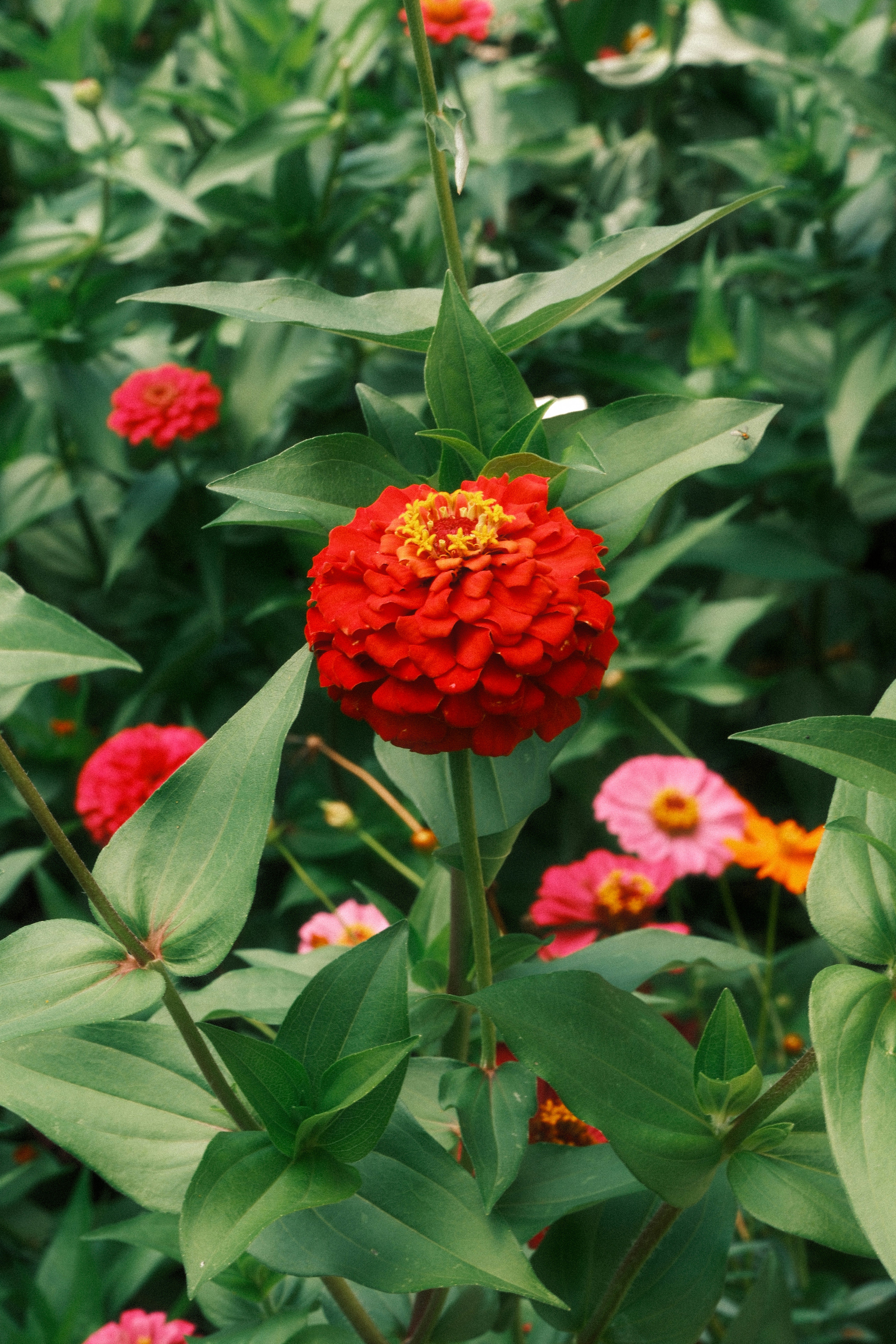 Crimson Zinnia Centerstage Amid a Verdant Tapestry