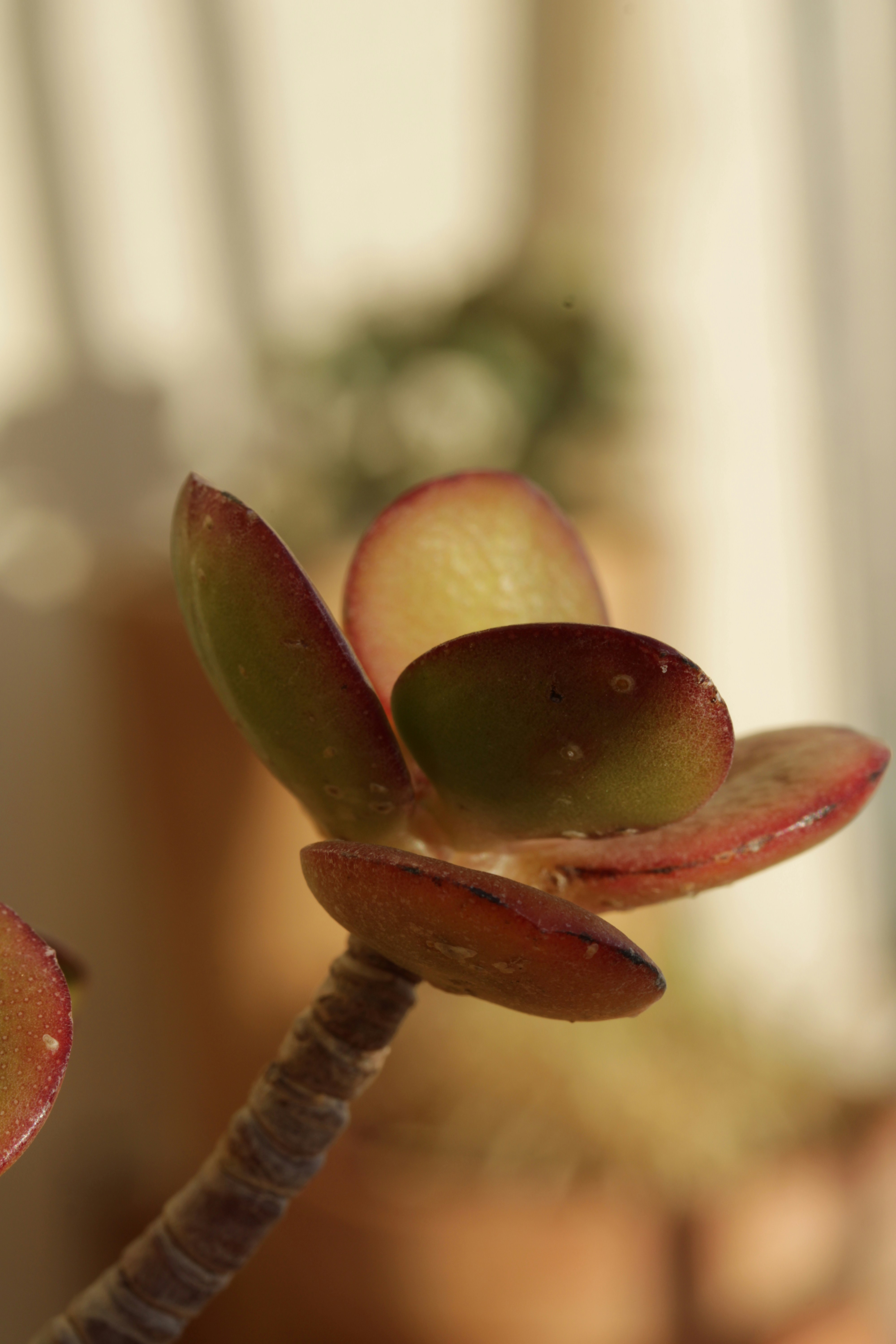 Crimson-Tipped Succulent in a Gentle Indoor Glow