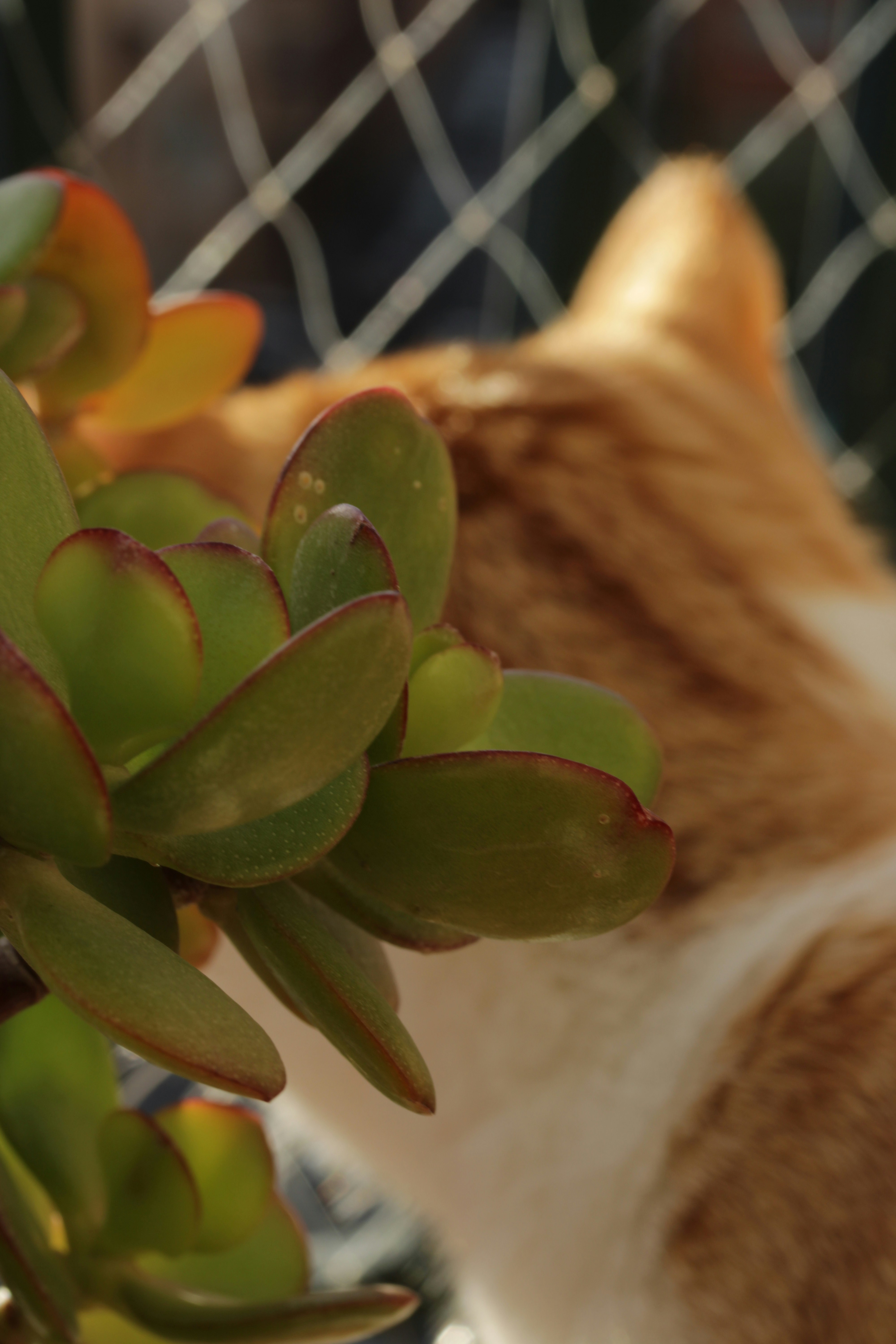 Succulent in Focus, Velvet Cat in the Background