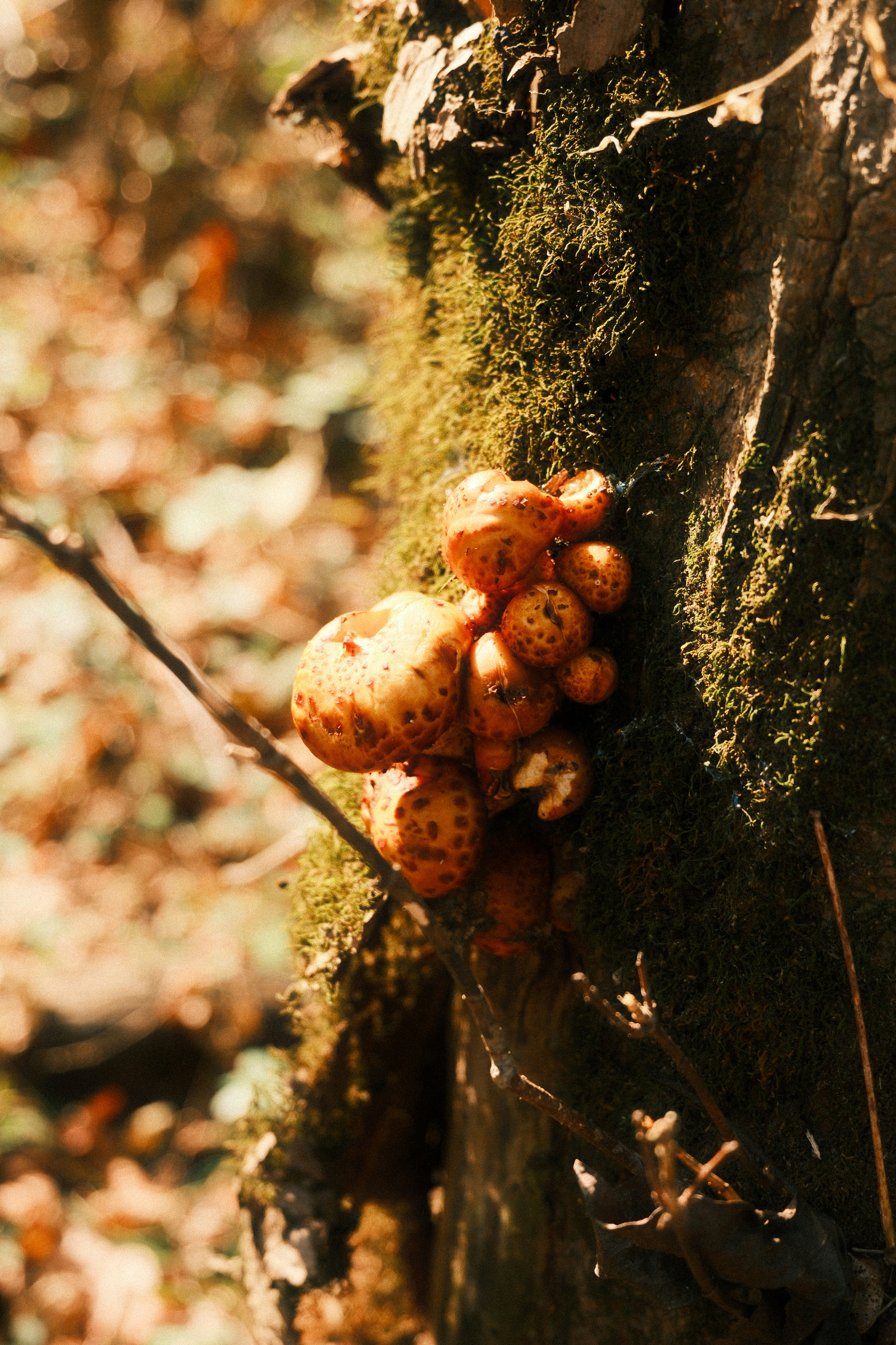 Amber Shelf Fungi Cling to Mossy Bark in Autumn Light