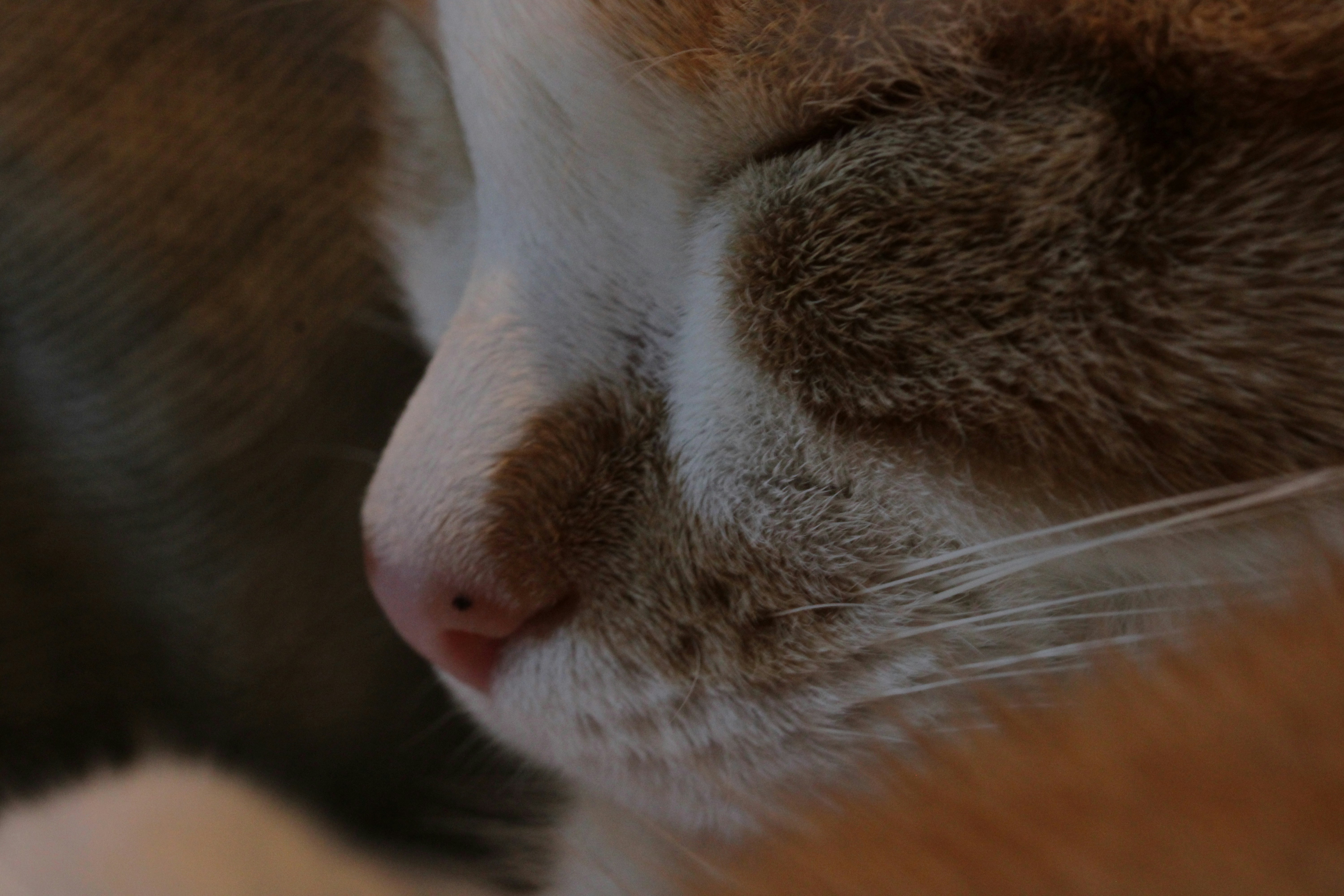 Photo by Susana Bartolome with Canon EOS 2000D