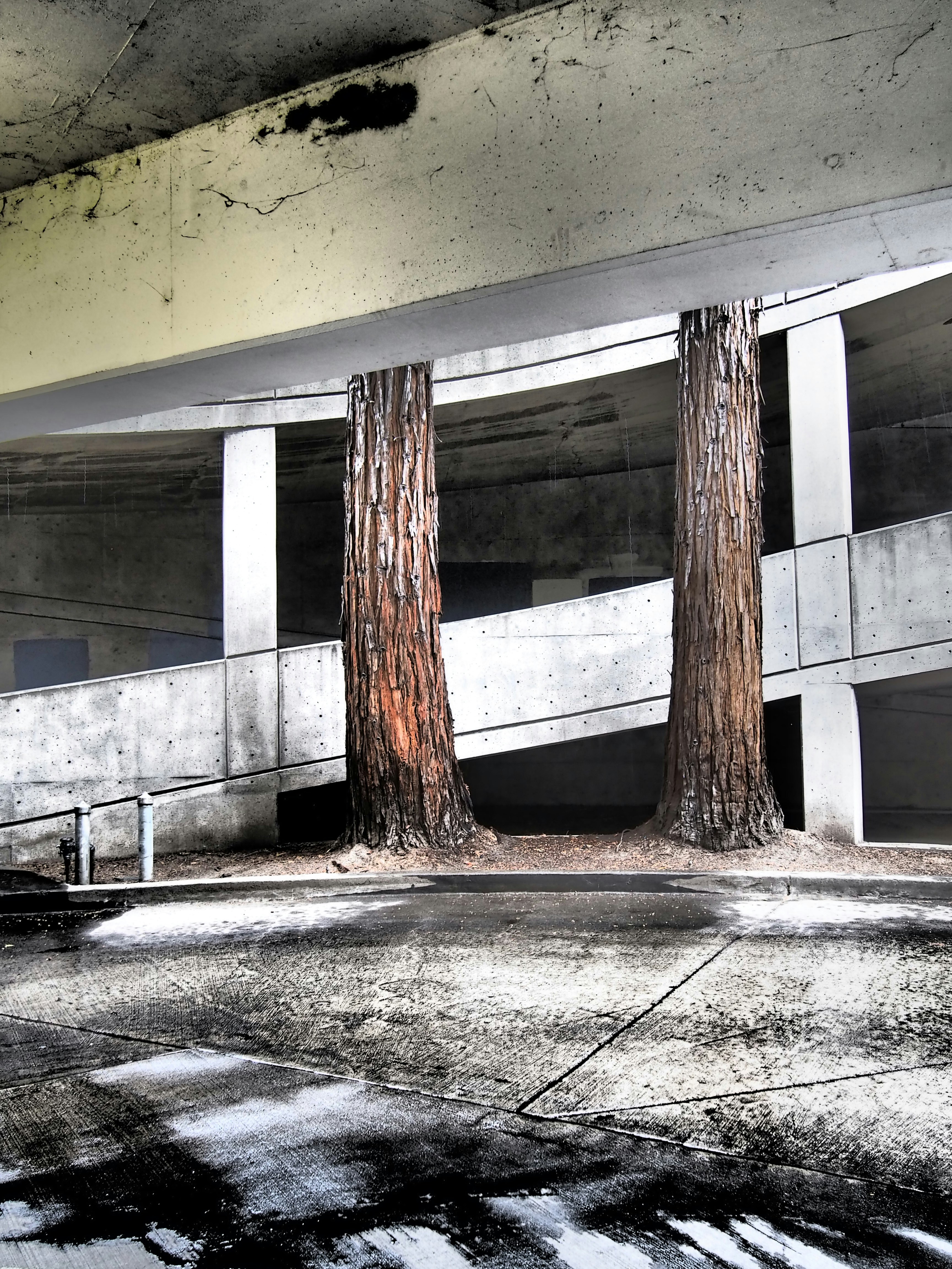 "Parked" --- Two trees growing inside a multilevel parking garage.