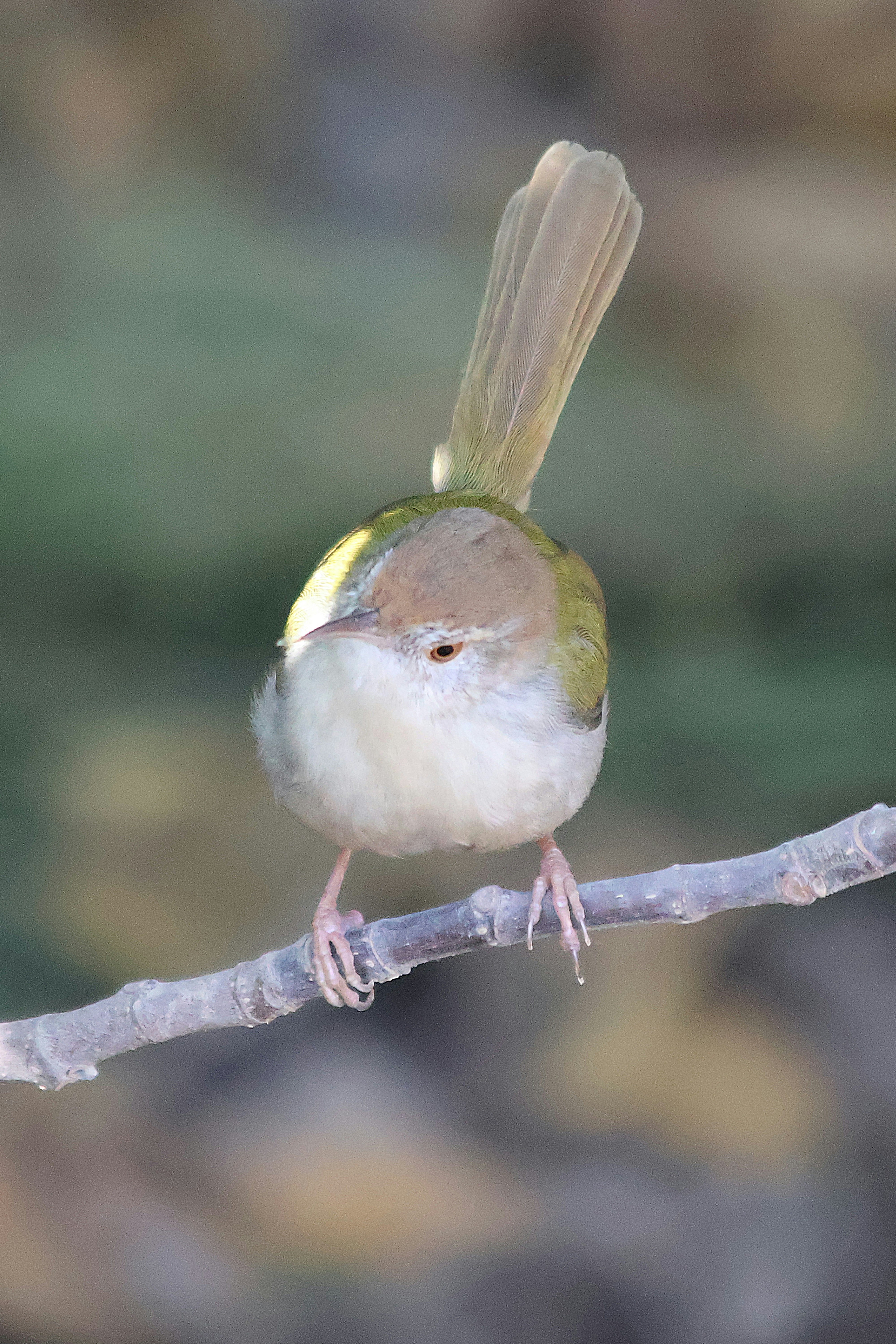 A tiny, vibrant Common Tailorbird (Orthotomus sutorius) perched on a branch, showcasing its striking olive-green plumage and distinctive rufous crown. Known as the "garden seamstress" for its ingenious, leaf-stitched nest, this beautiful passerine bird was captured in sharp detail by Asad Younis Tanoli using a Canon R10.