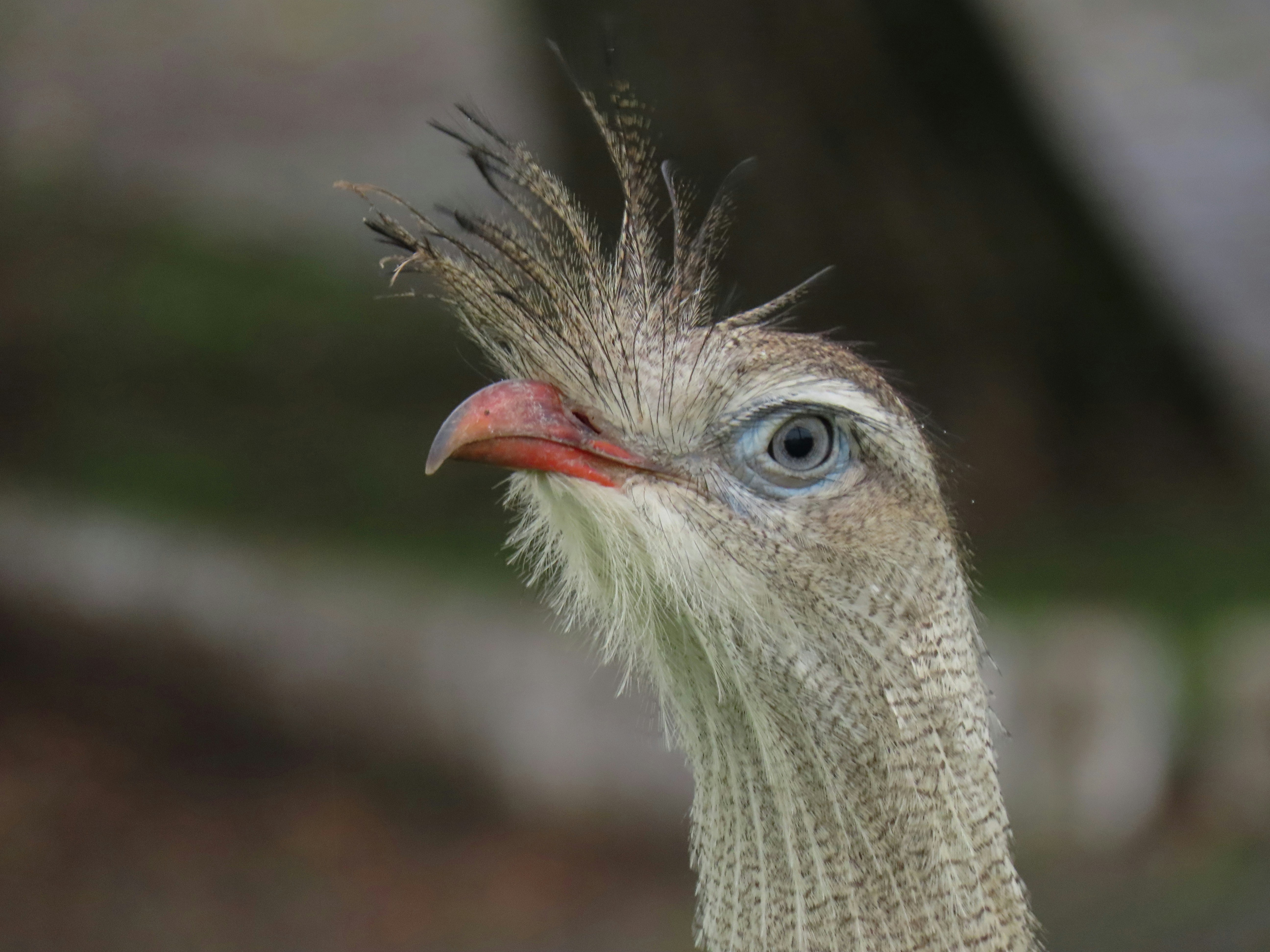 Crested Gaze: Close-Up Portrait of a Curious Beaked Bird
