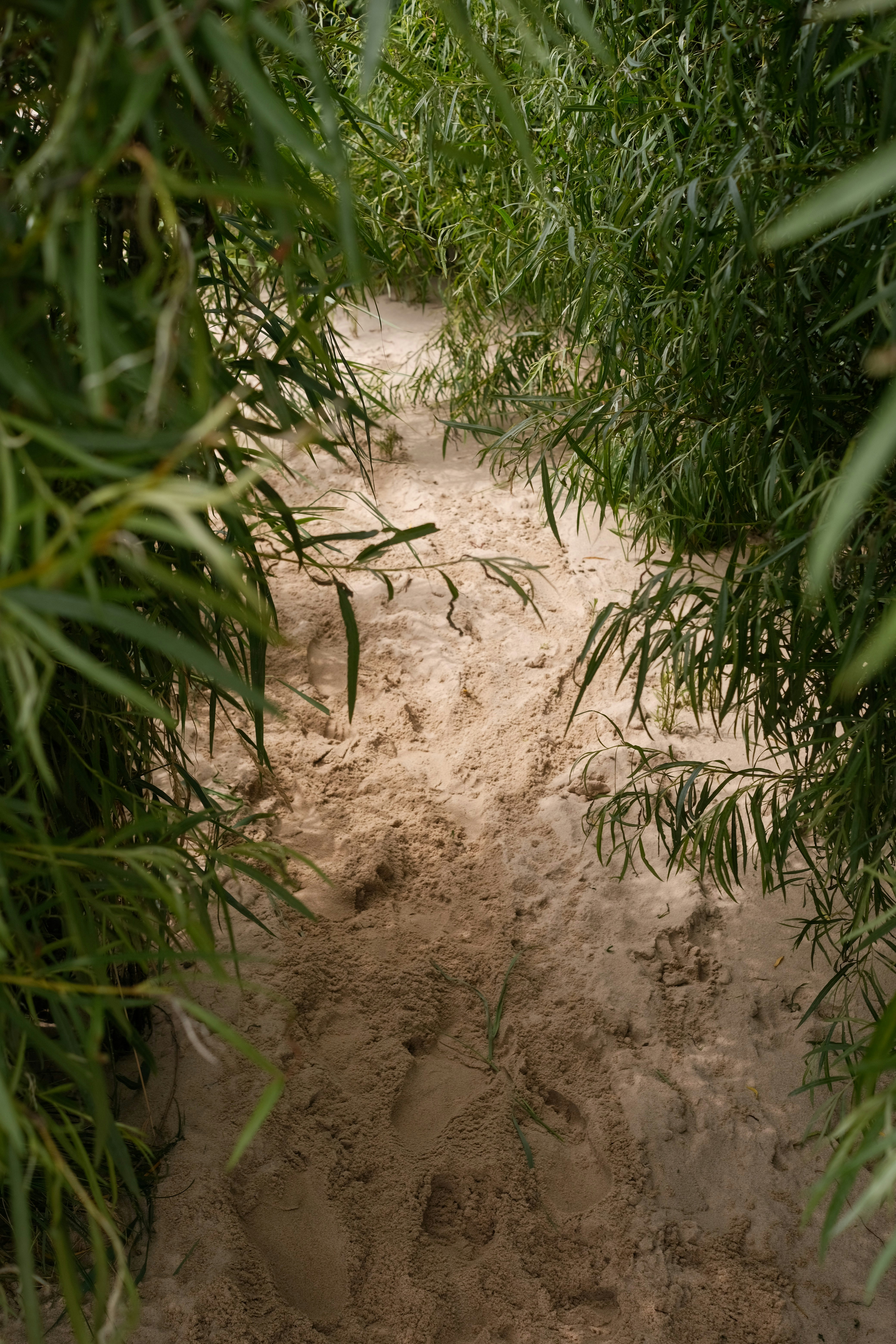 Verdant Archway to a Sandy Path