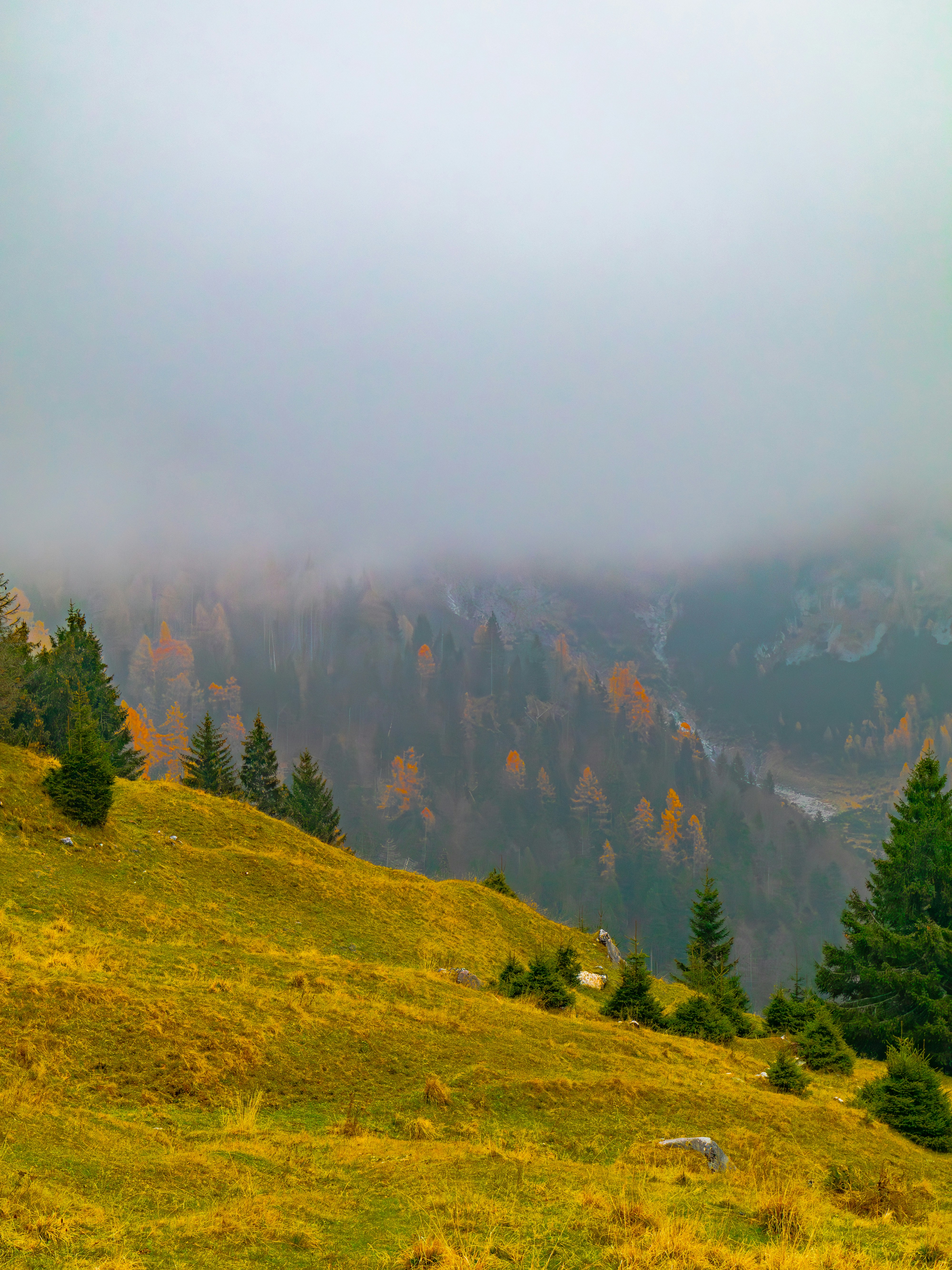 Fog Veil over an Autumn Alpine Meadow