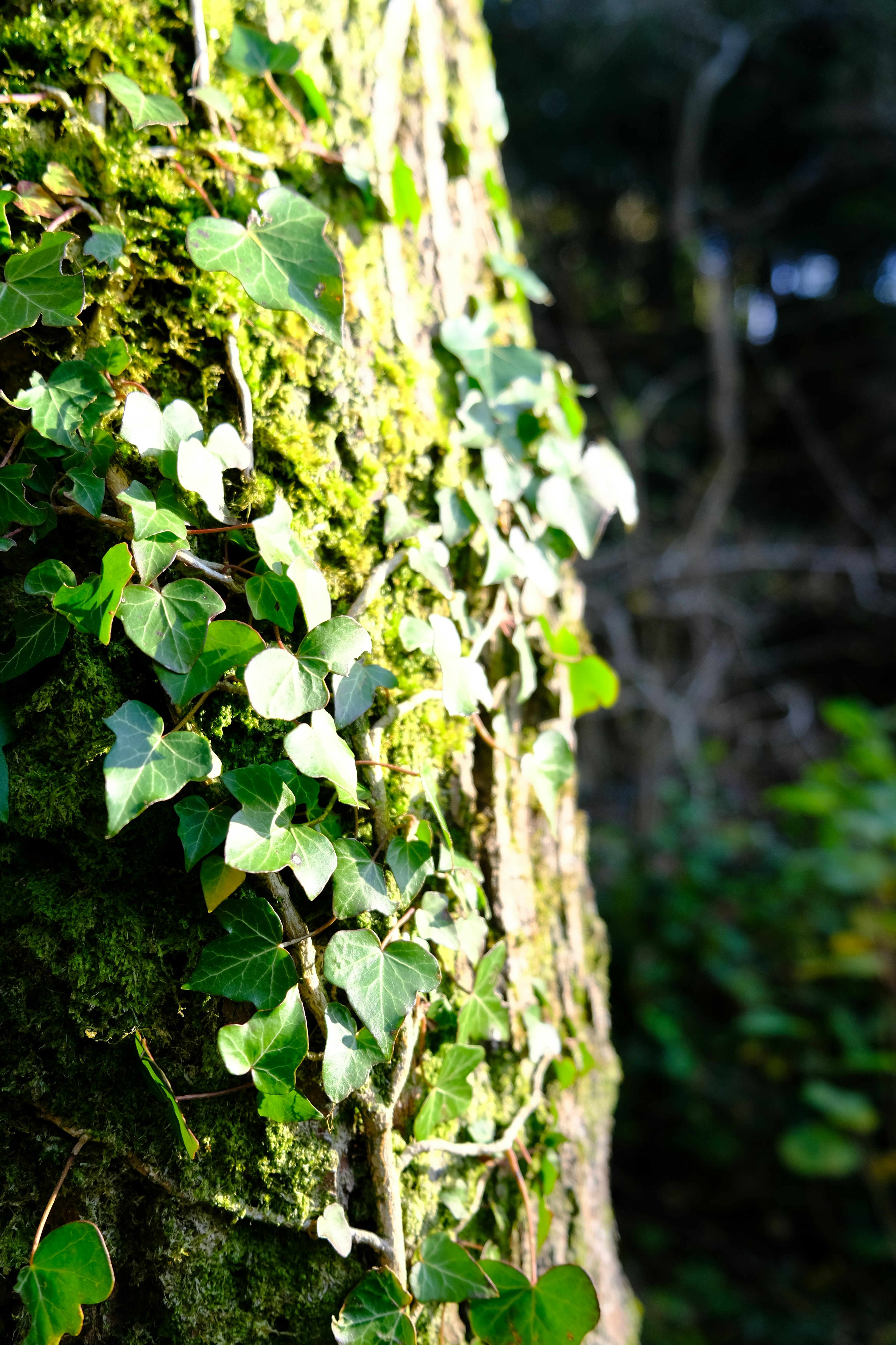 Morning Light Drapes a Mossy Ivy-Clad Trunk