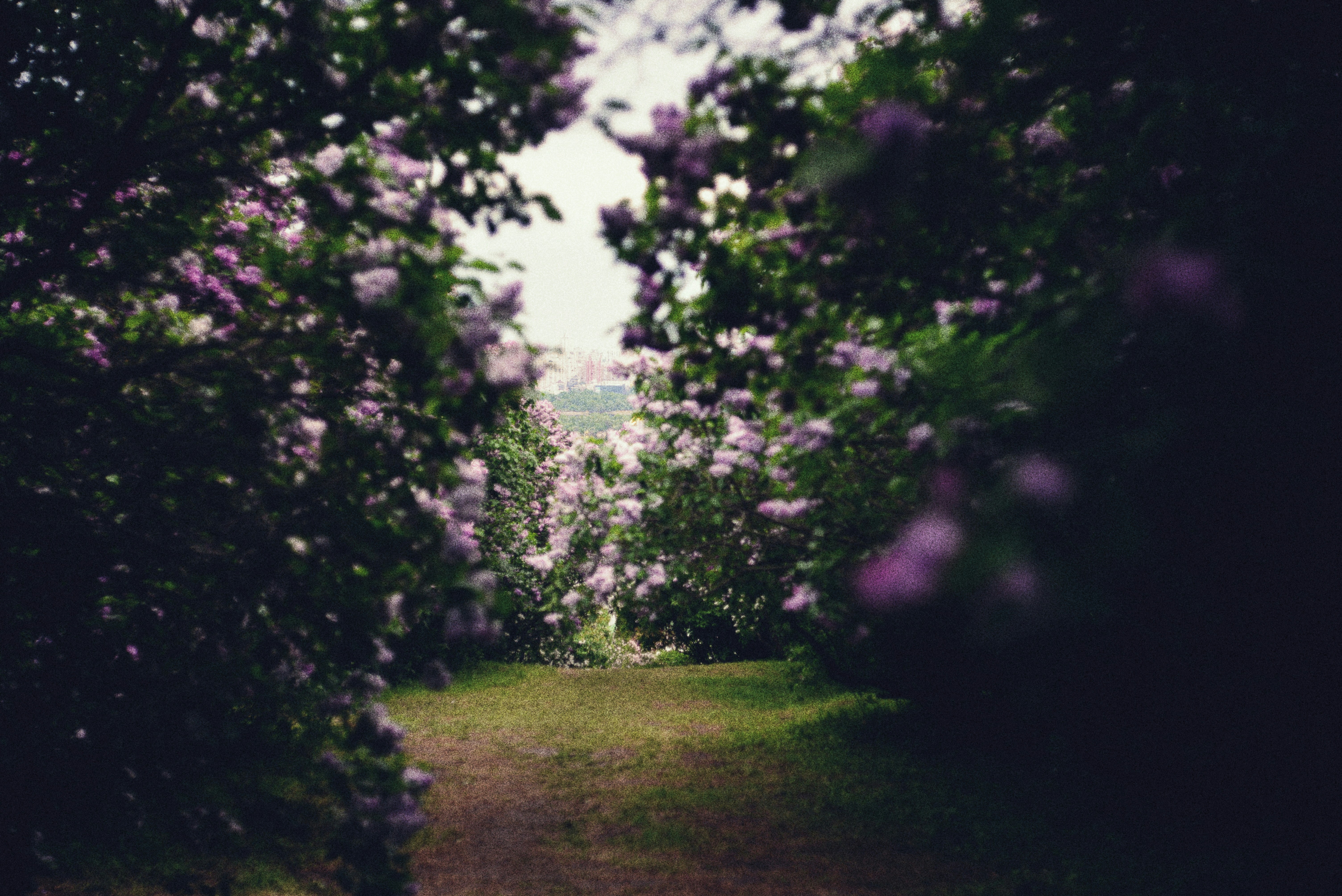 Between Violet Arches: A Quiet Path Toward the Distant Light