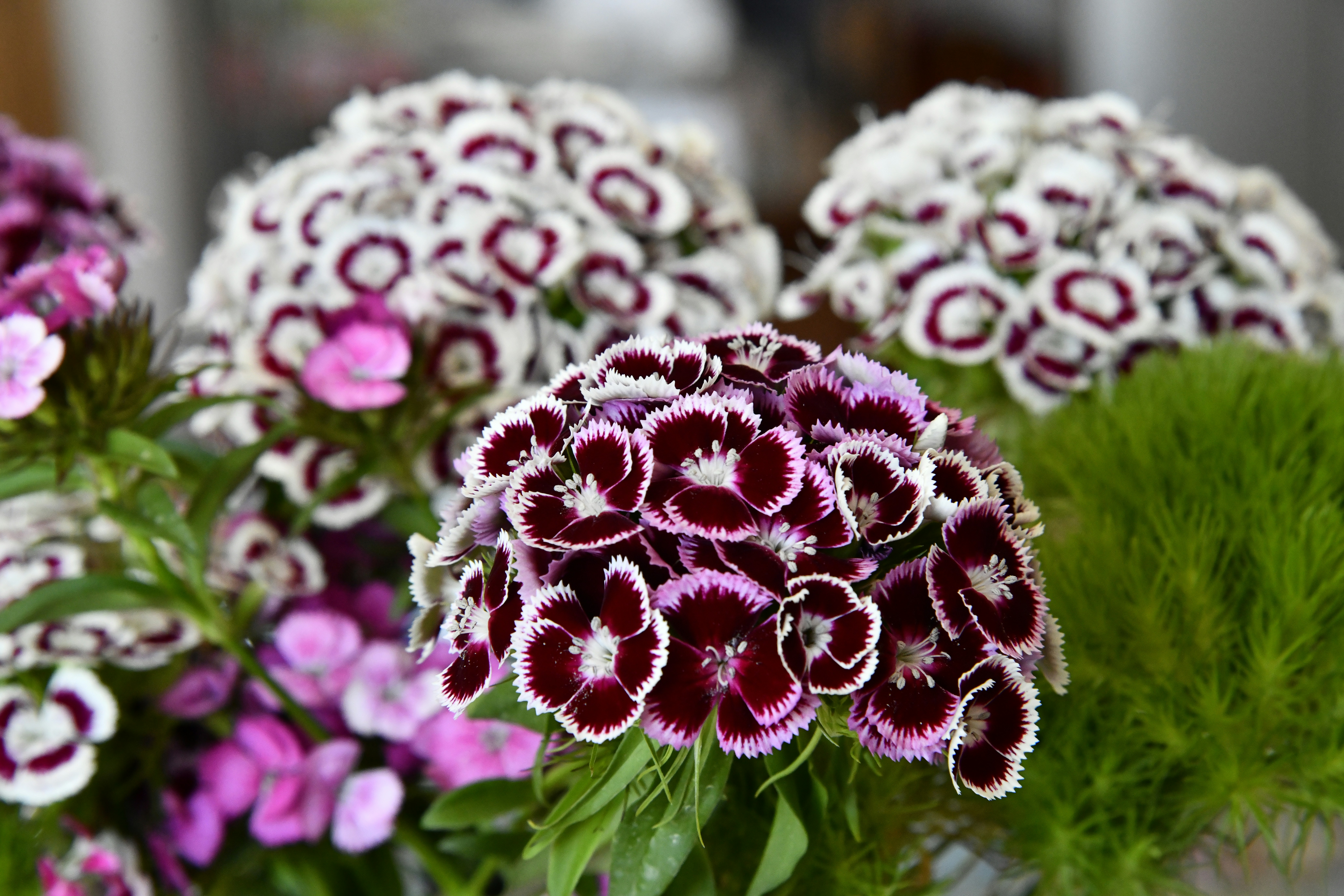 I captured this beautiful bouquet of Sweet William (Dianthus barbatus) fresh flowers.