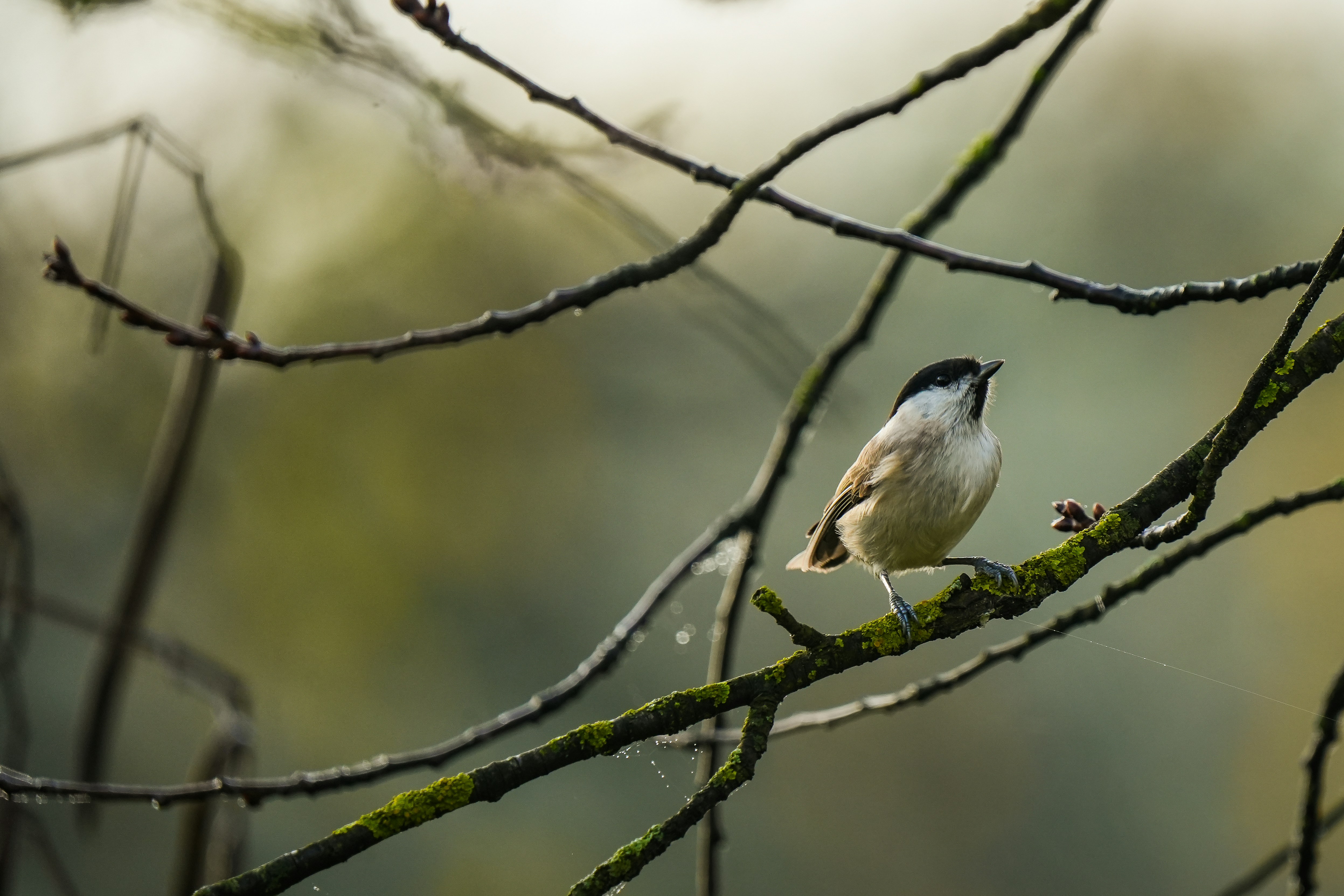 Photo by Nikola  Tomašić with Sony Alpha 7 IV