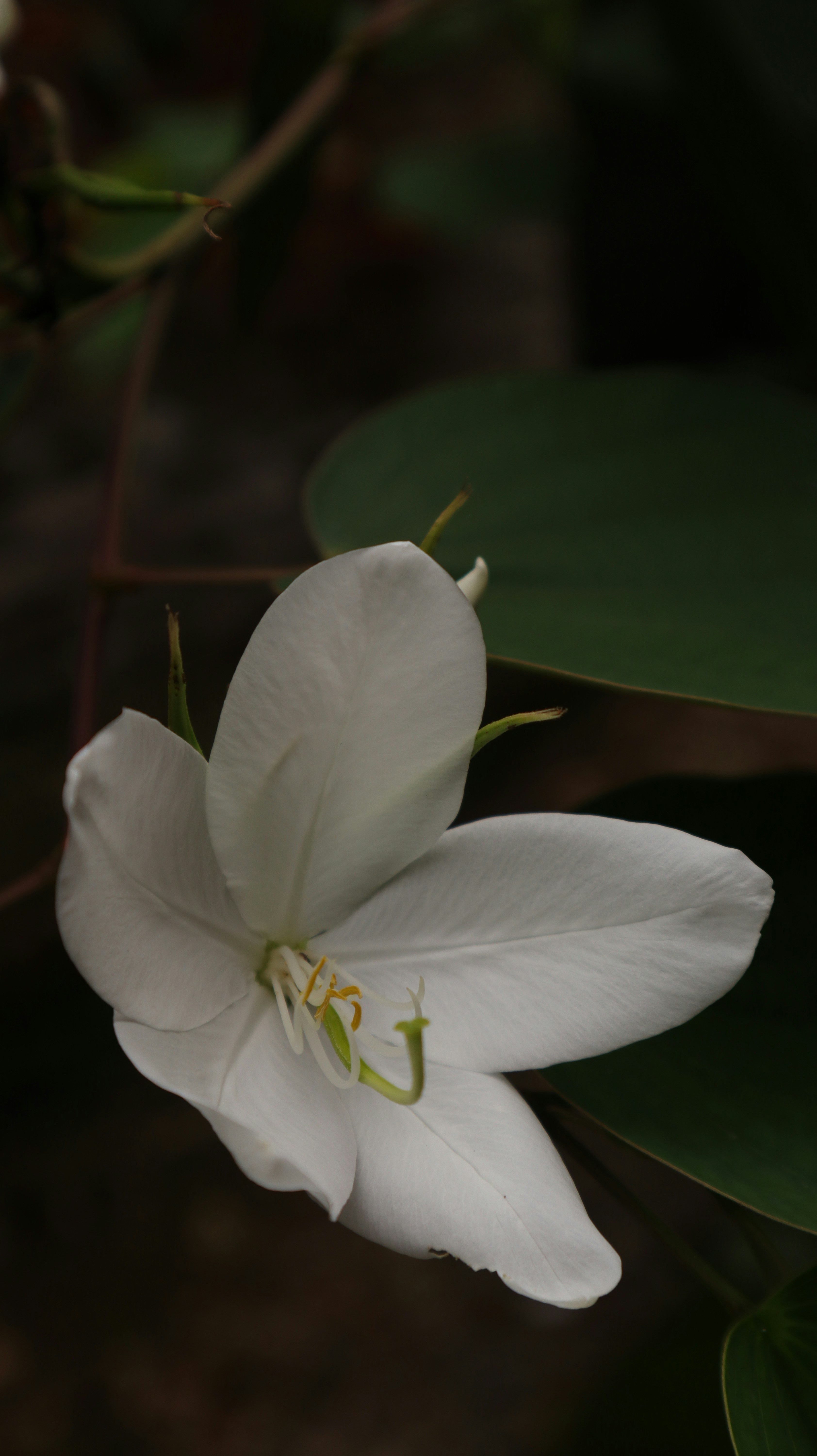 Soft-focus shot of Bauhinia acuminata with a gentle bokeh background. The clean white petals stand out beautifully, offering a peaceful and aesthetic visual perfect for wallpapers.