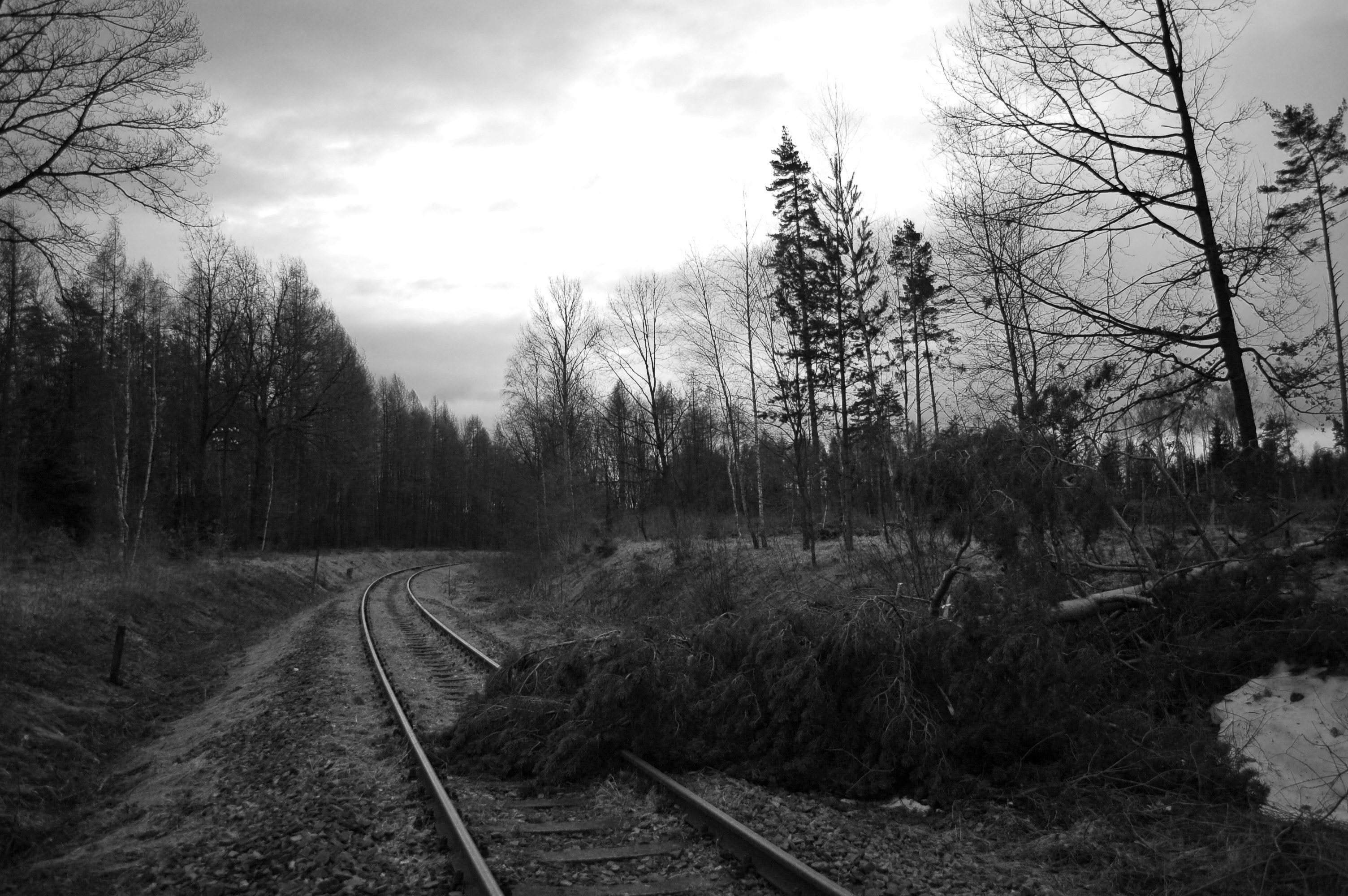 Rails Through the Quiet Pines: Converging Tracks Toward a Dim Horizon