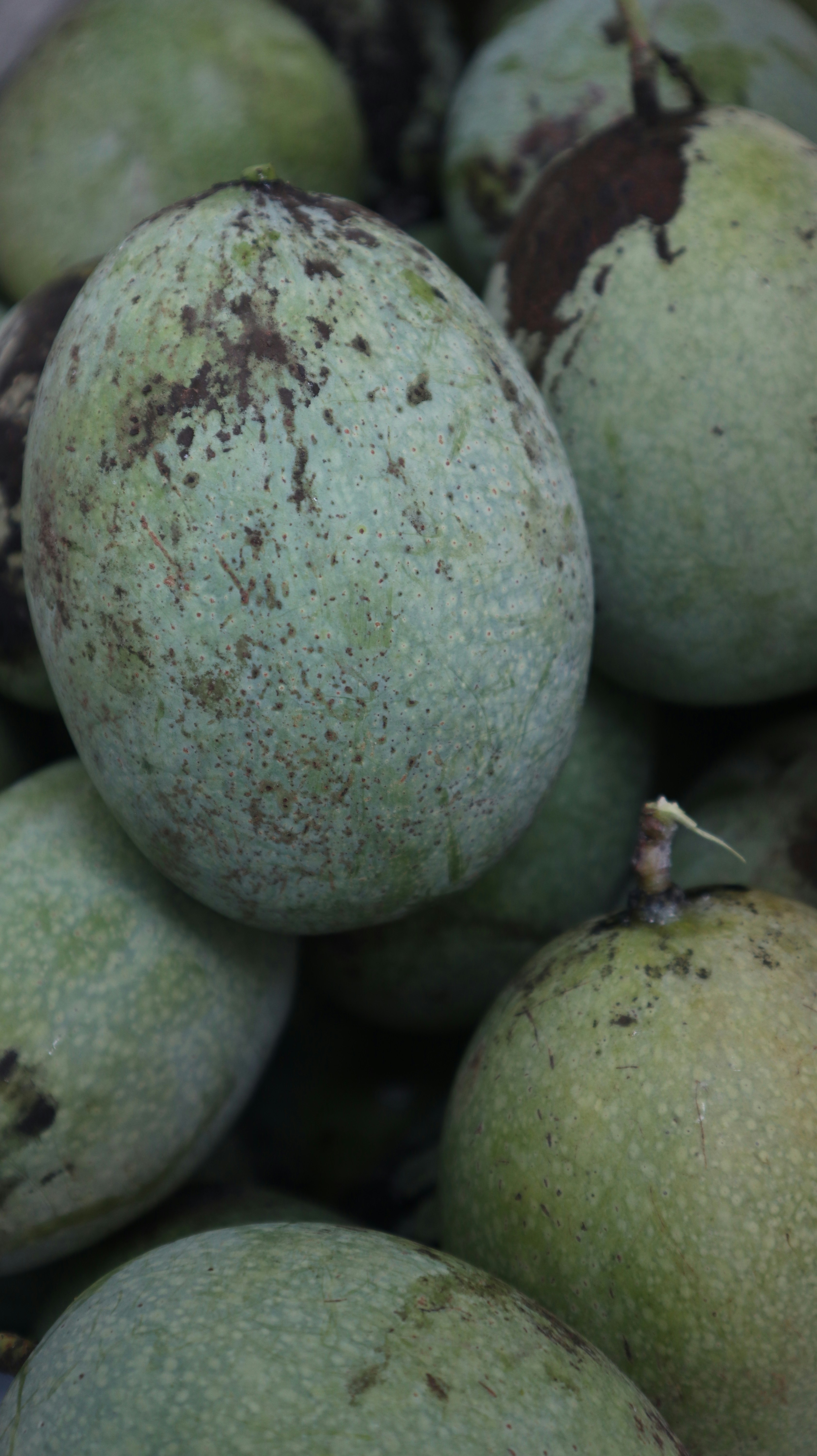 Close-Up of Weathered Green Mangoes: A Texture Study