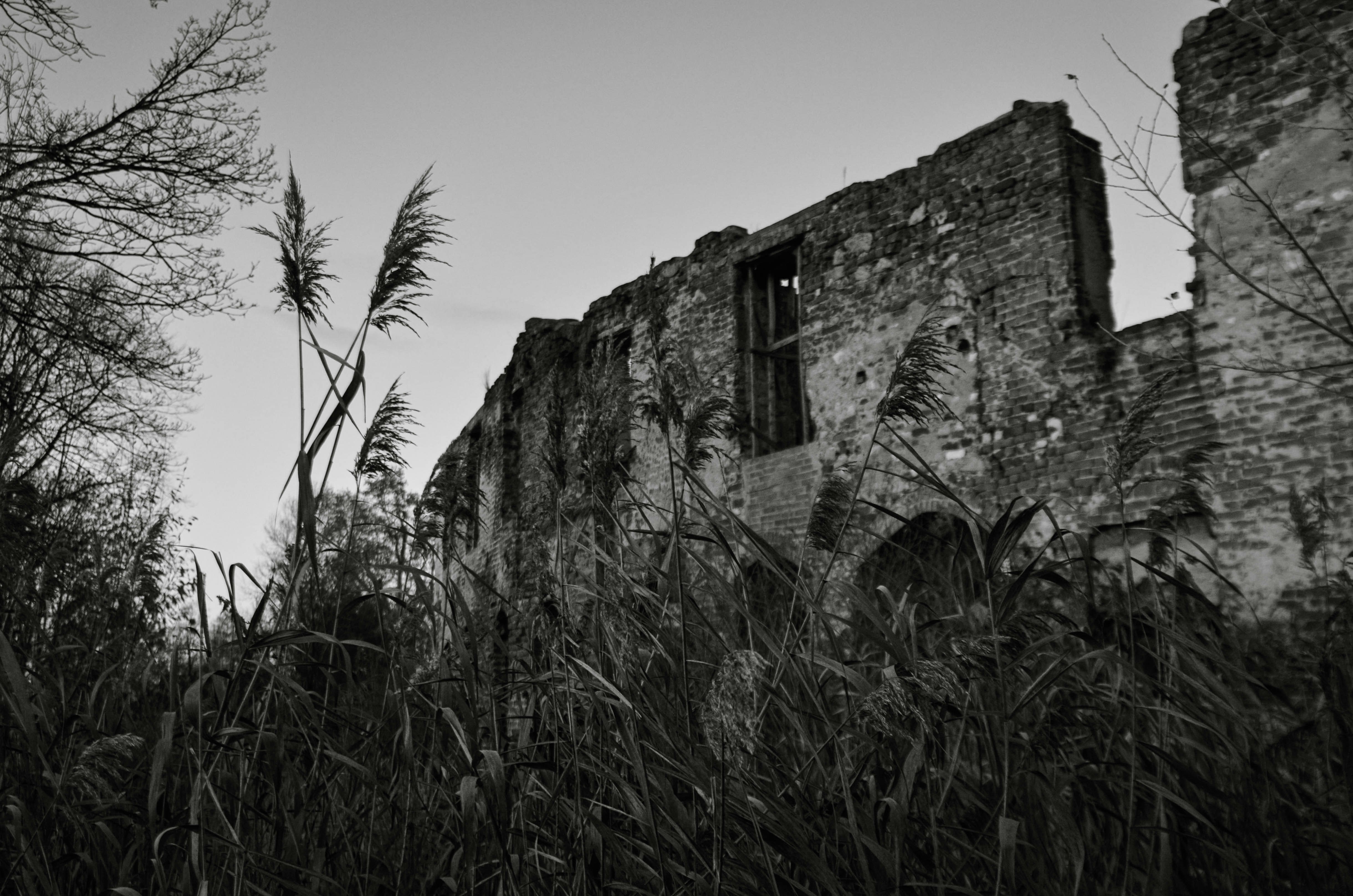 Ruins among the Reeds: A Wall's Silent Chronicle