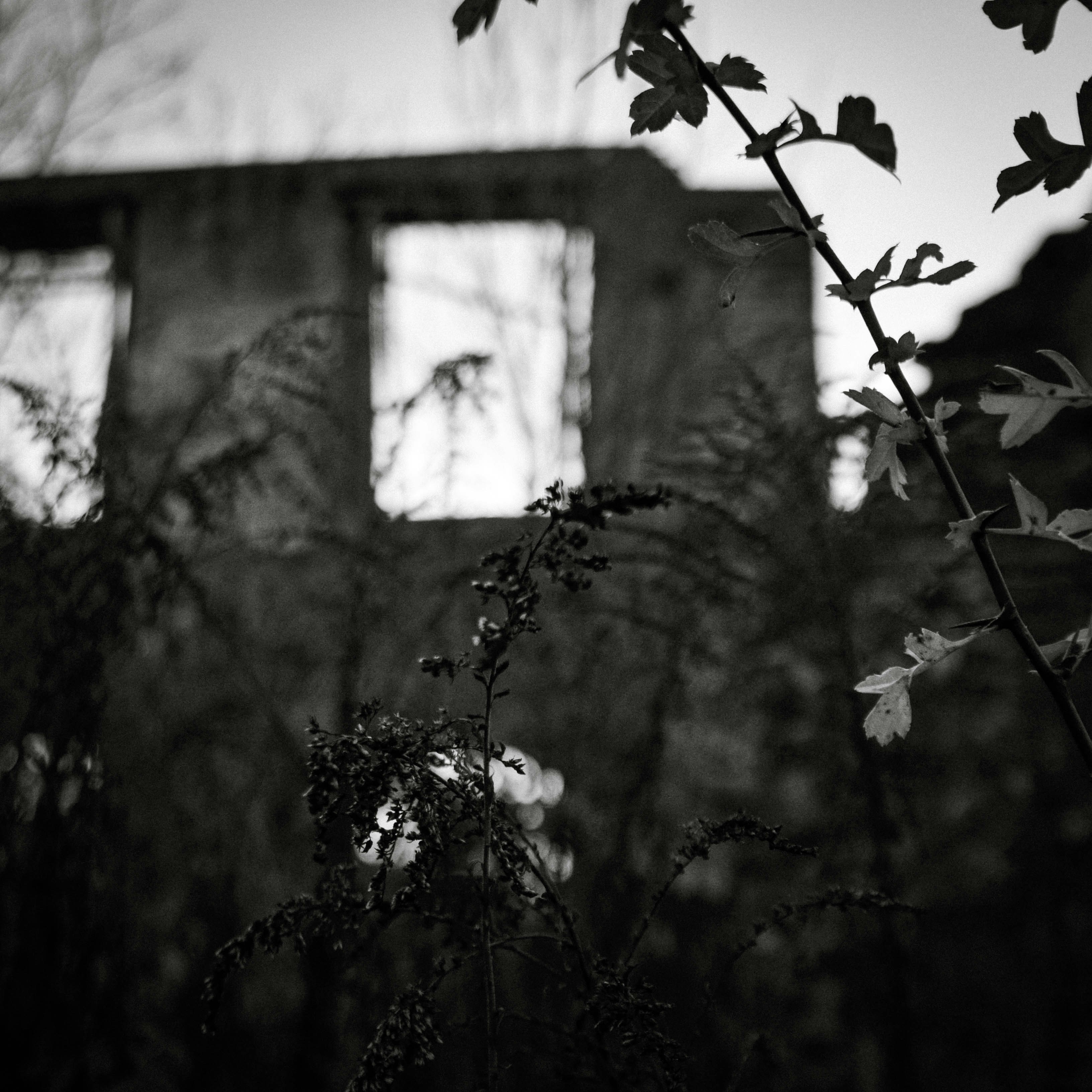 Overgrown Aperture: A Quiet Window Framed by Shadows