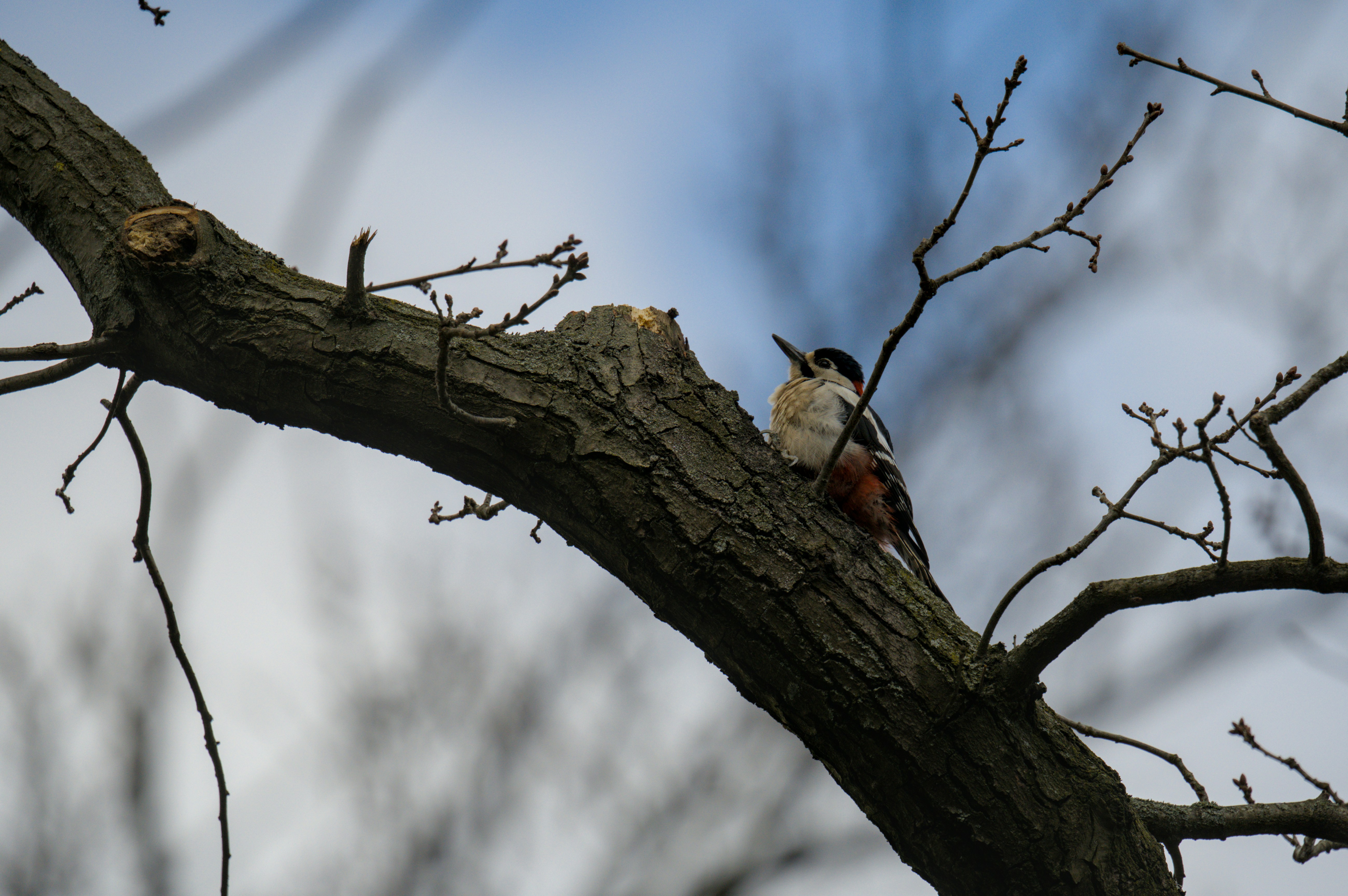 Twigbound Observer: A Tiny Songbird on a Weathered Branch