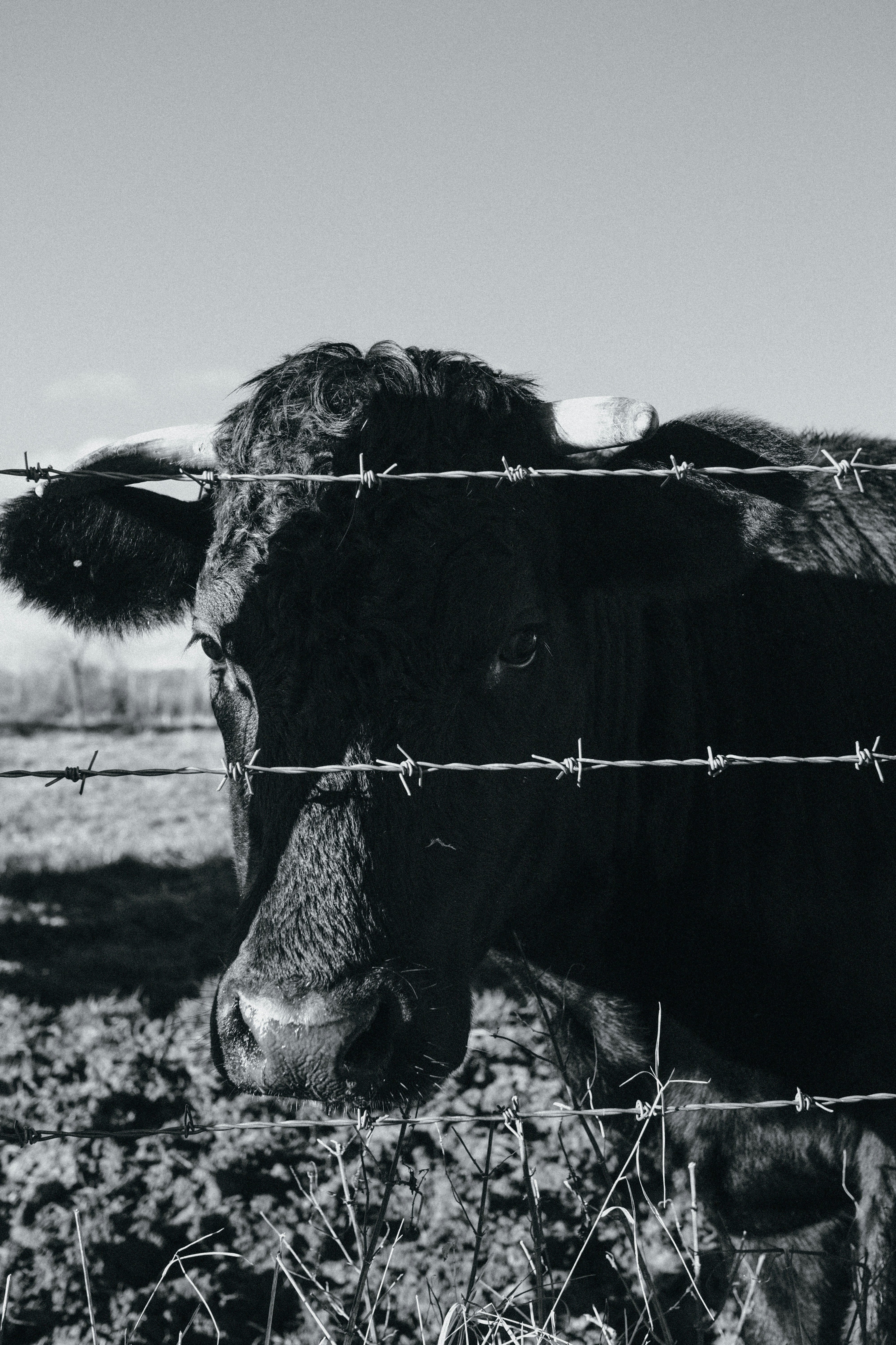 Monochrome Quiet: The Cow's Gaze Amid Barbed Wire