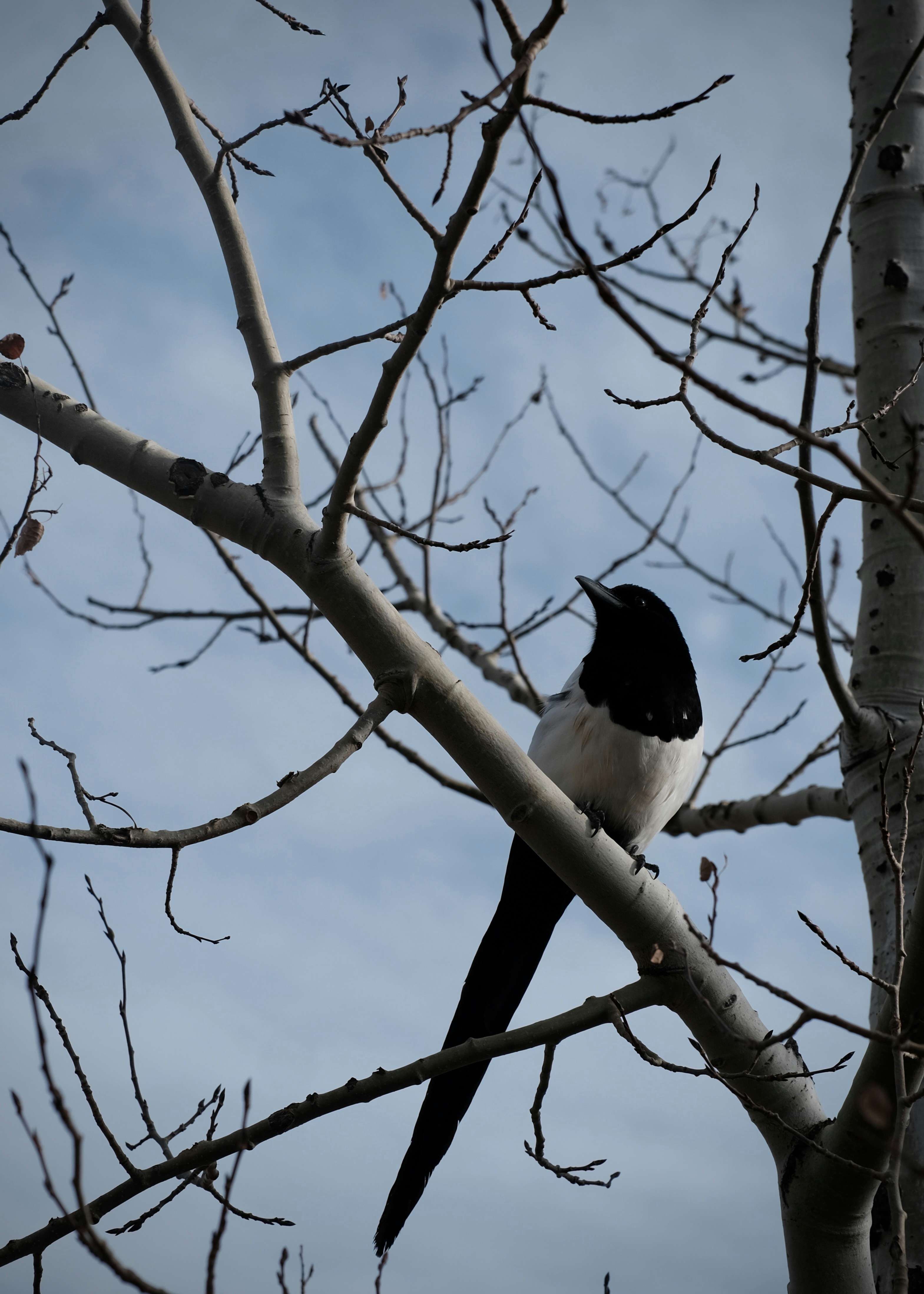 Black-headed Magpie in a Lattice of Winter Branches