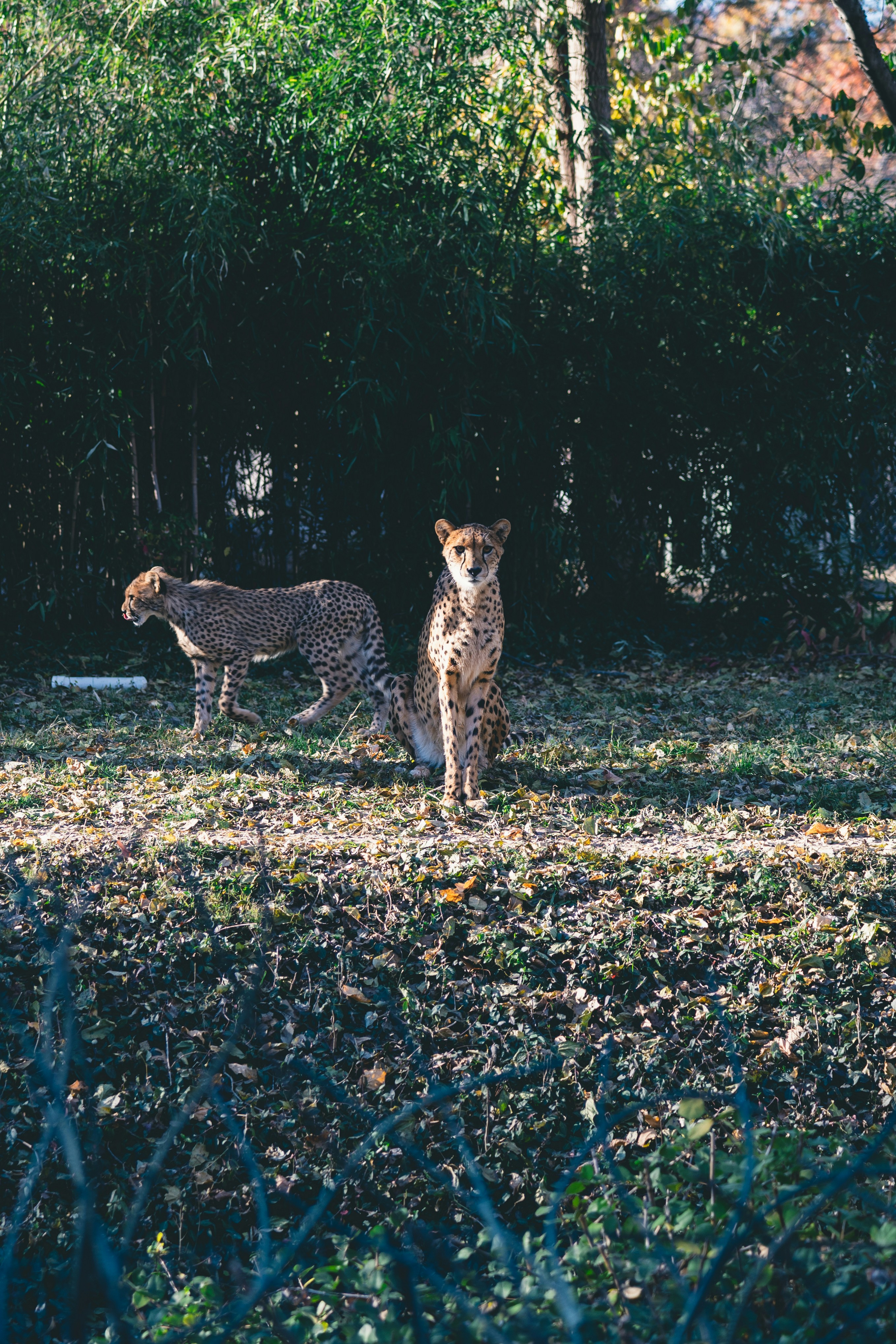 Photo by Sheng Hu with Nikon Z6 III