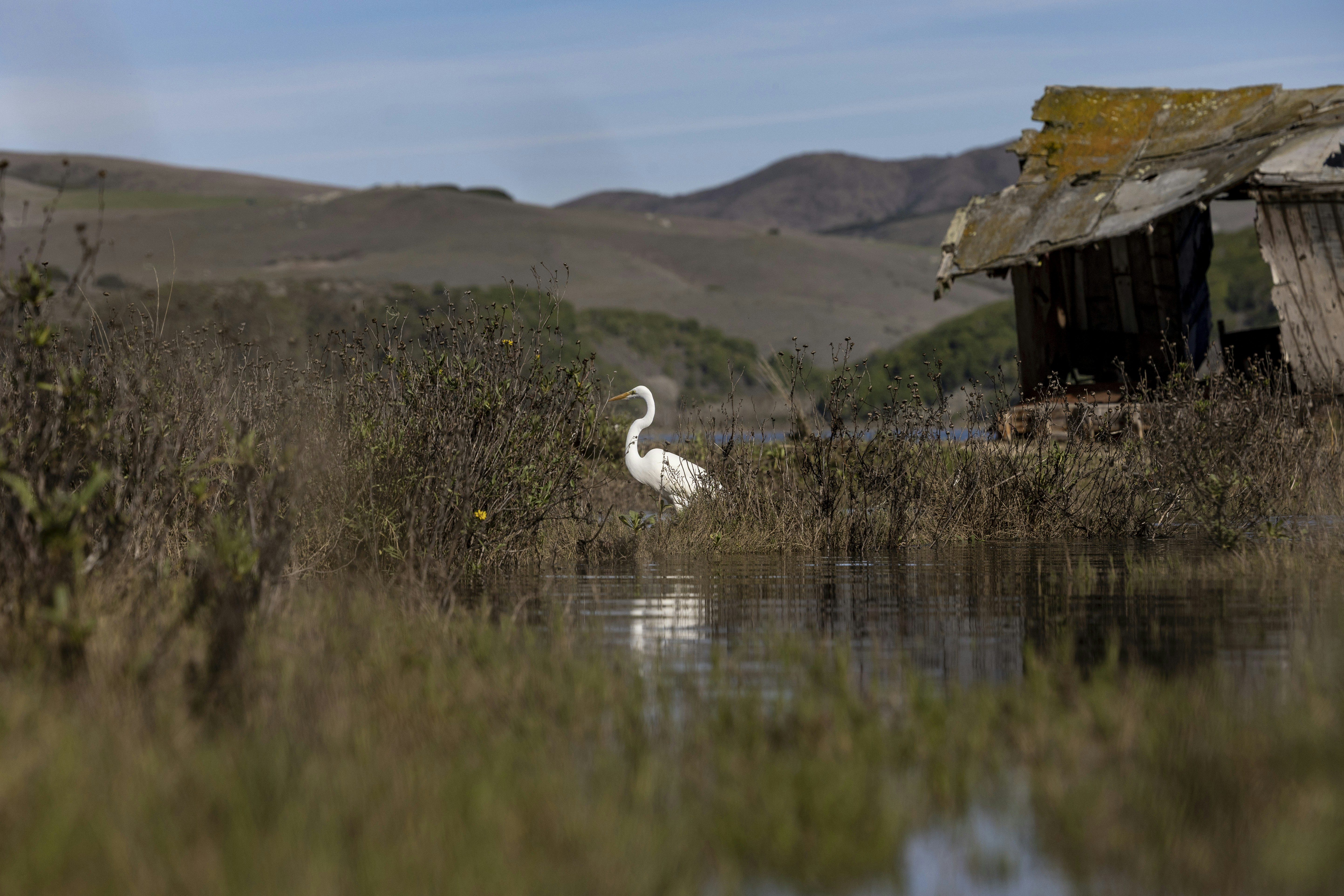 Lone Egret at the Marshfront by a Weathered Shack