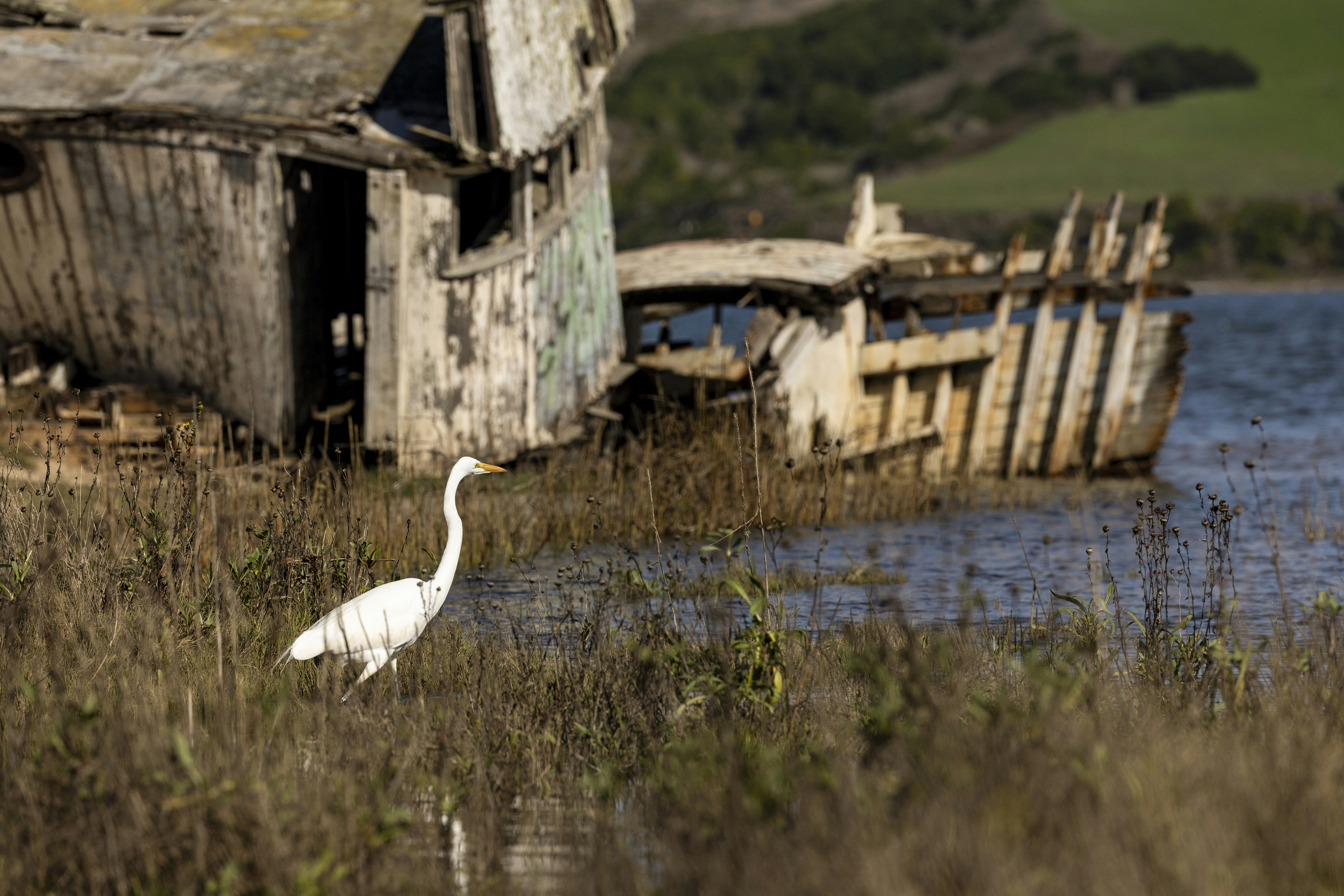 Egret at the Edge: Quiet Drama by a Dilapidated Pier
