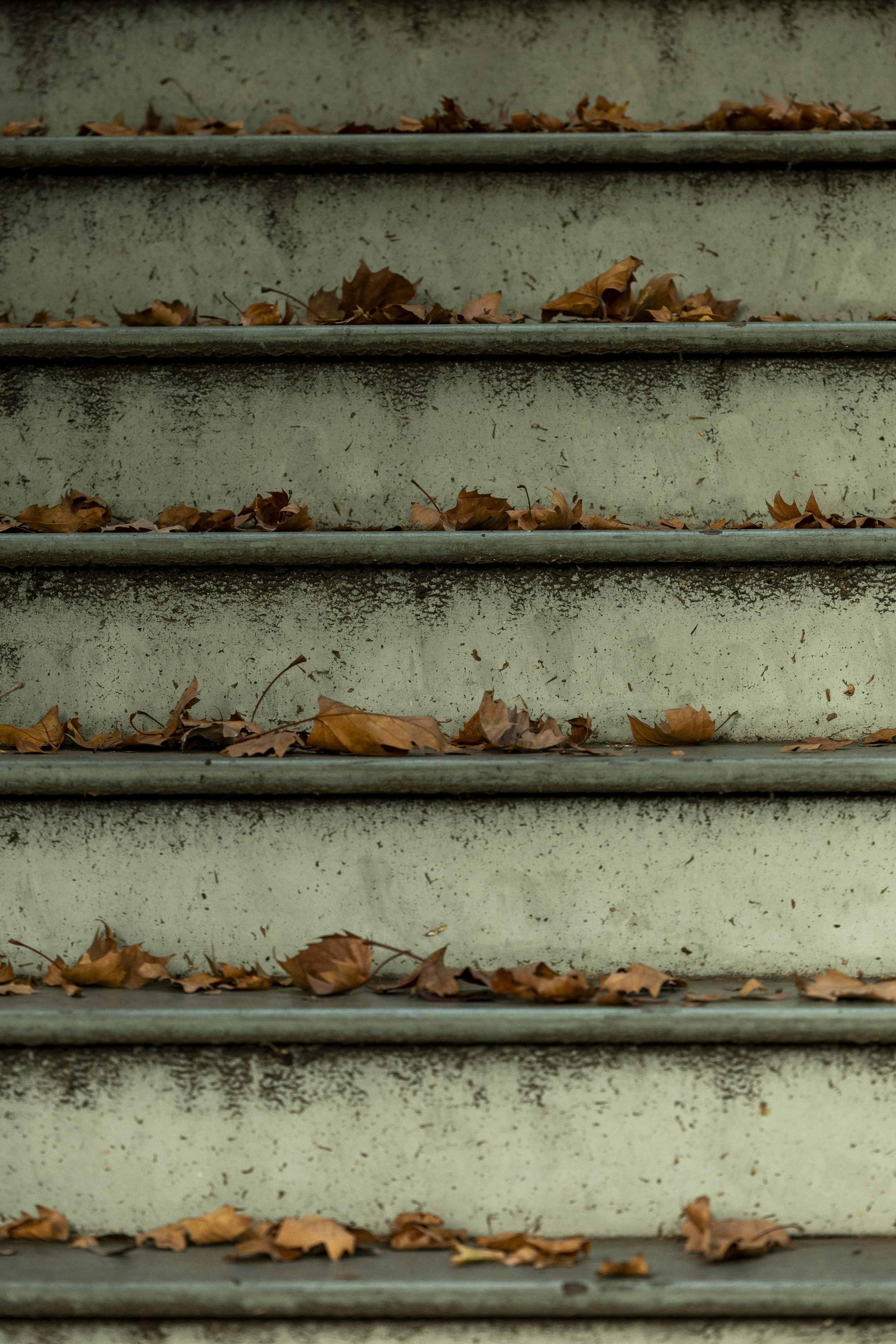 Autumn on the Stairs: Leaf-Littered Concrete Steps in Muted Light