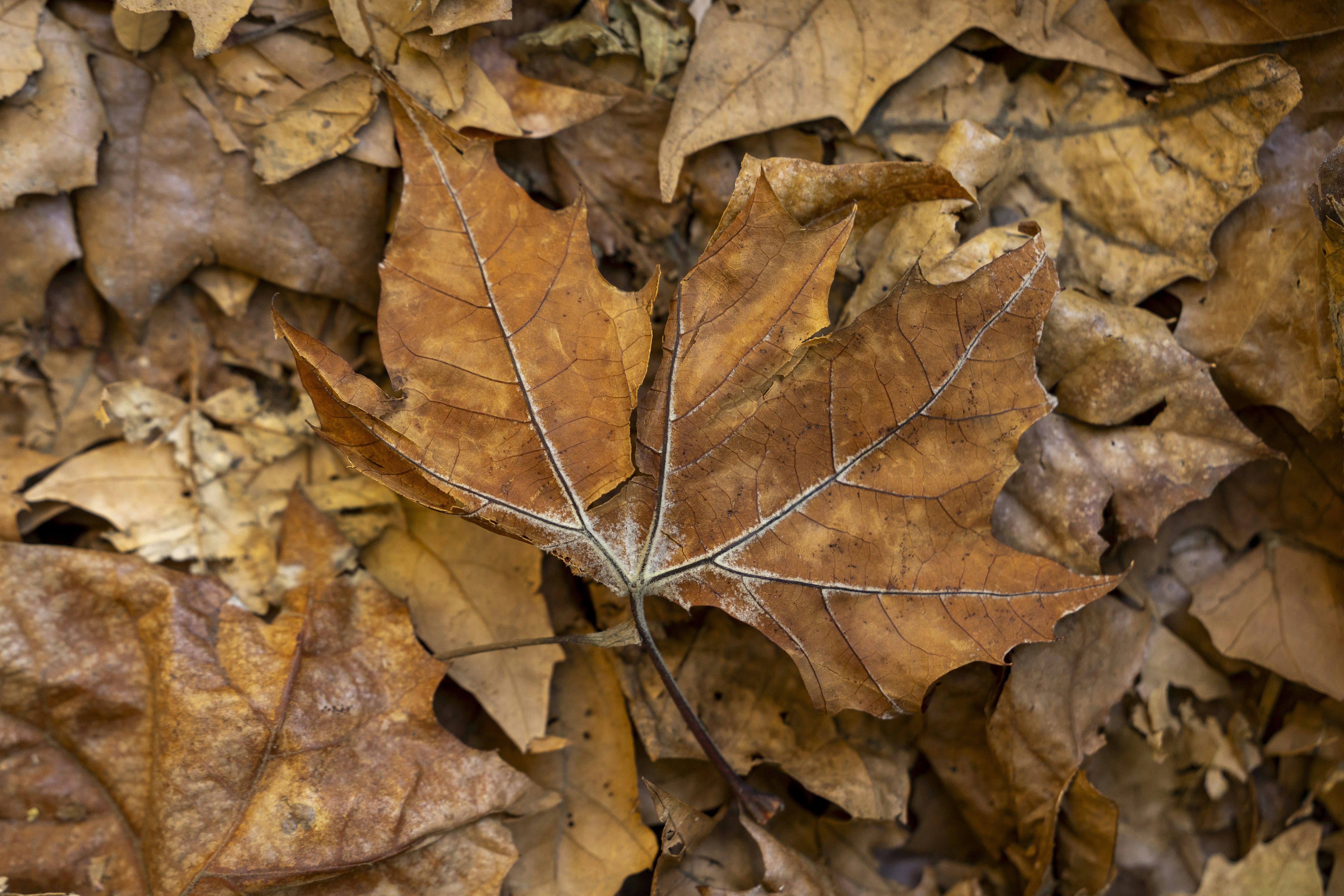 Frost-etched Maple Leaf Among Autumn Embers