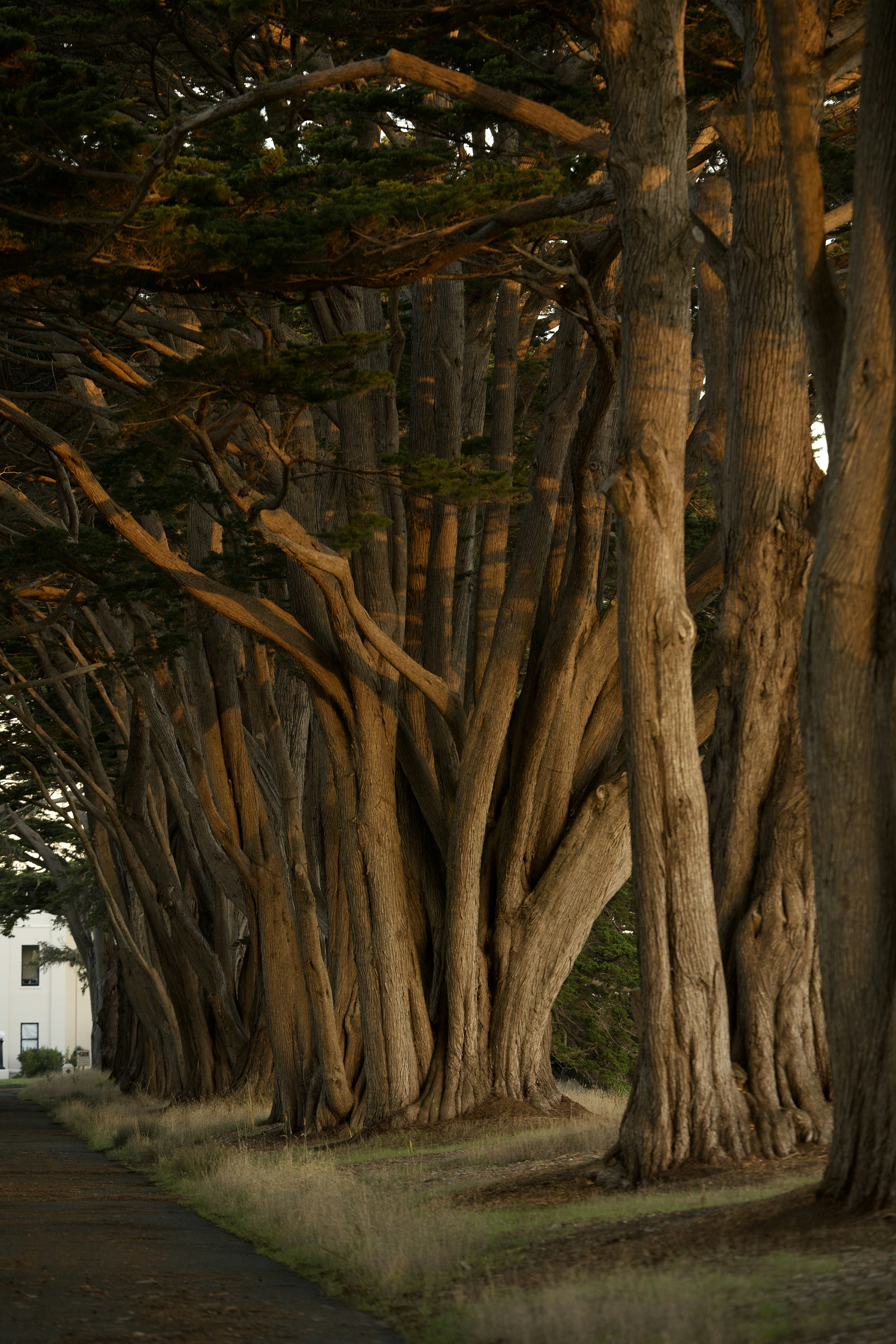 Dusk-Gilded Cedar Corridor: A Natural Trunk Cathedral